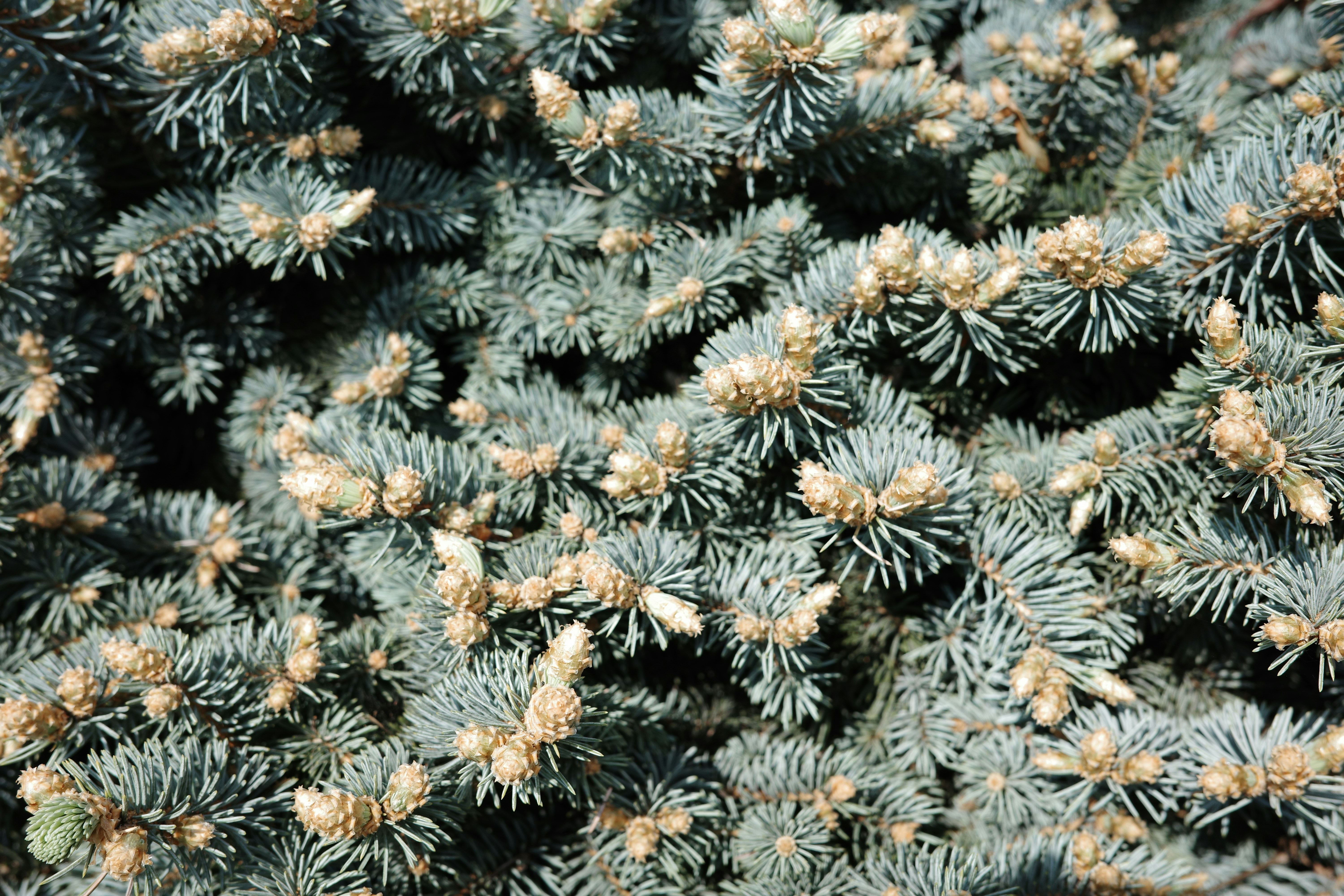 Frosted Spruce: Close-Up of Snow-Tipped Needles in Winter Quiet