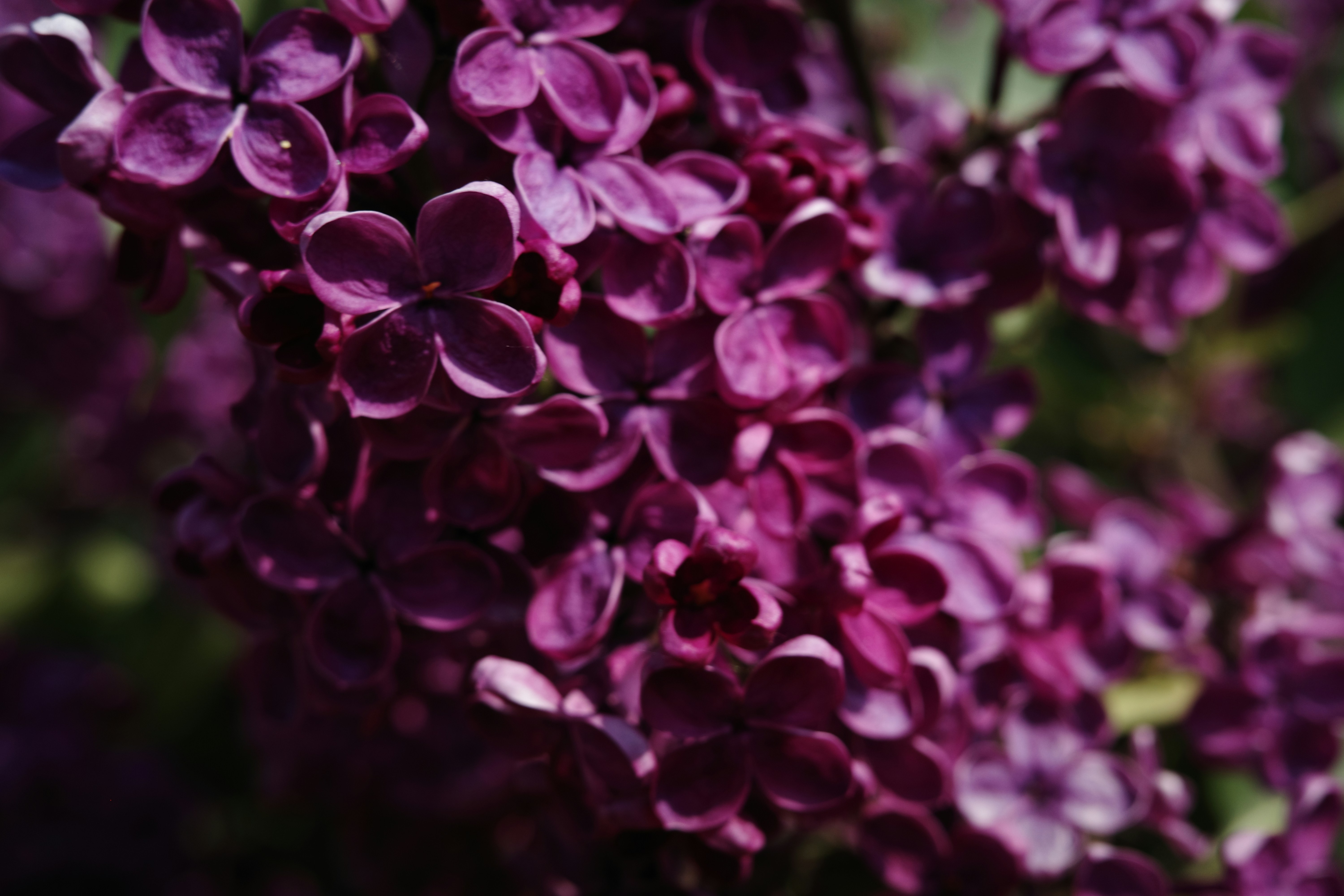 Midnight Bloom: Close-Up of Deep Purple Hydrangea Clusters