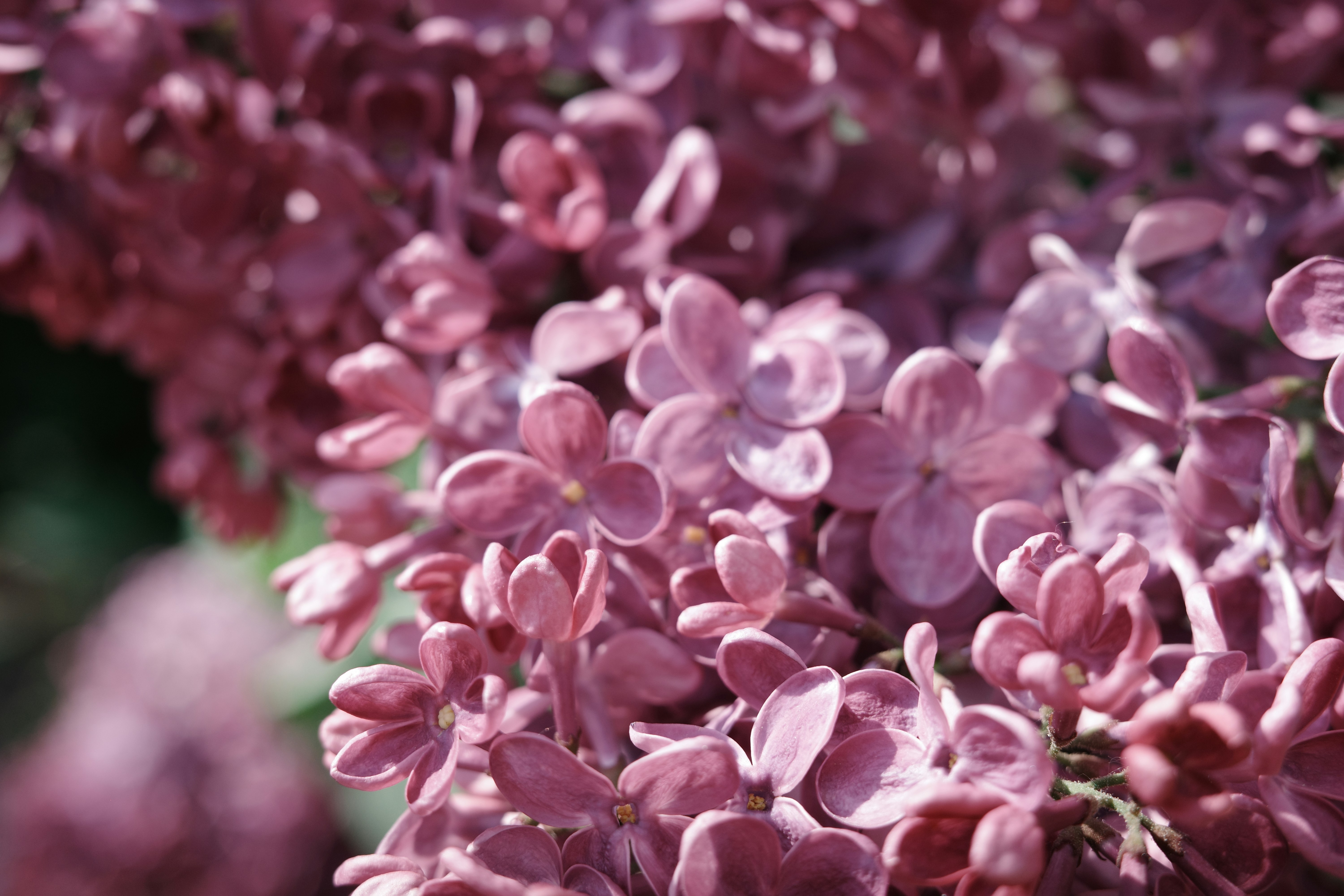 Blush Hydrangea in Soft Focus