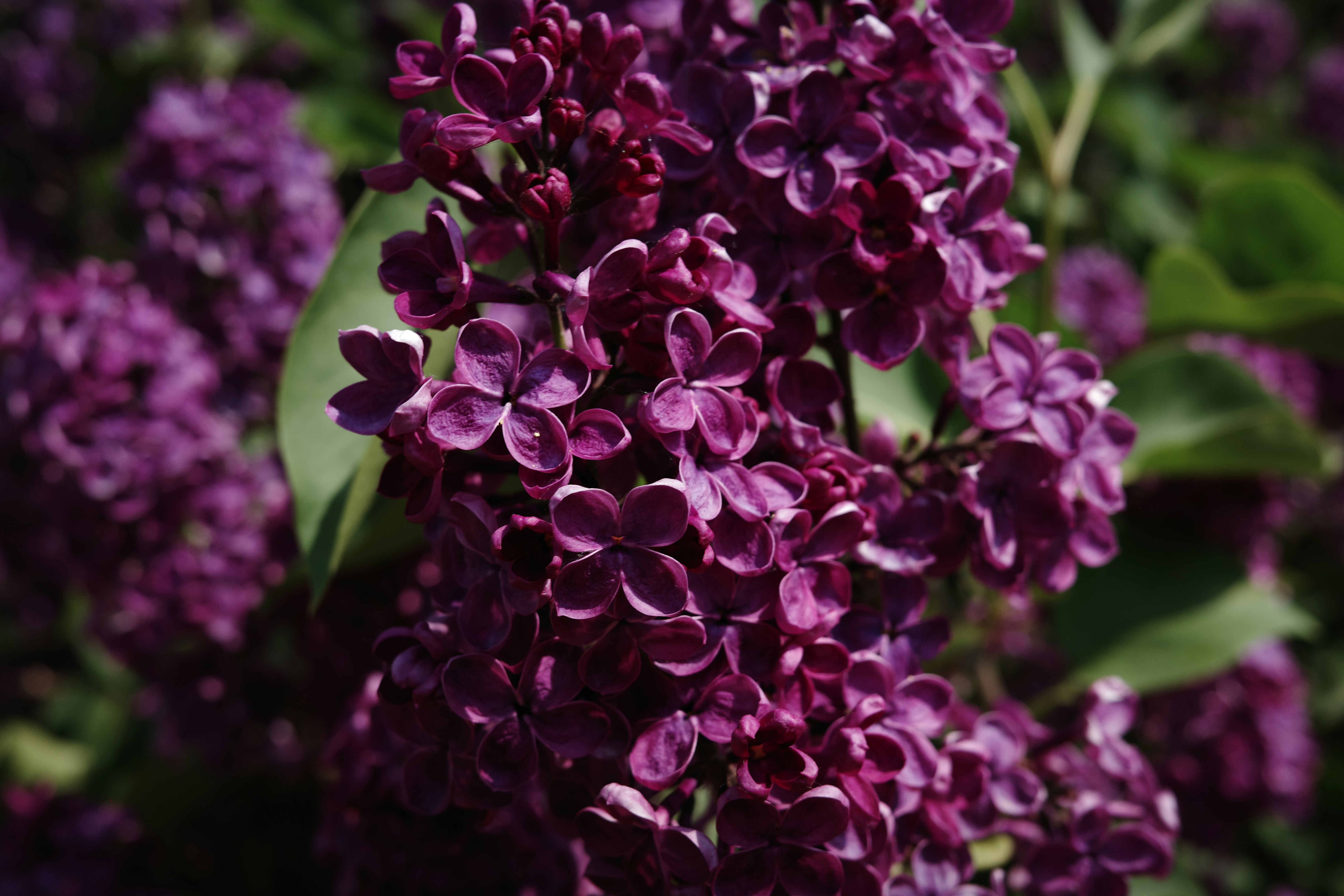 Lilac Cascade: Close-up Burst of Violet Blooms