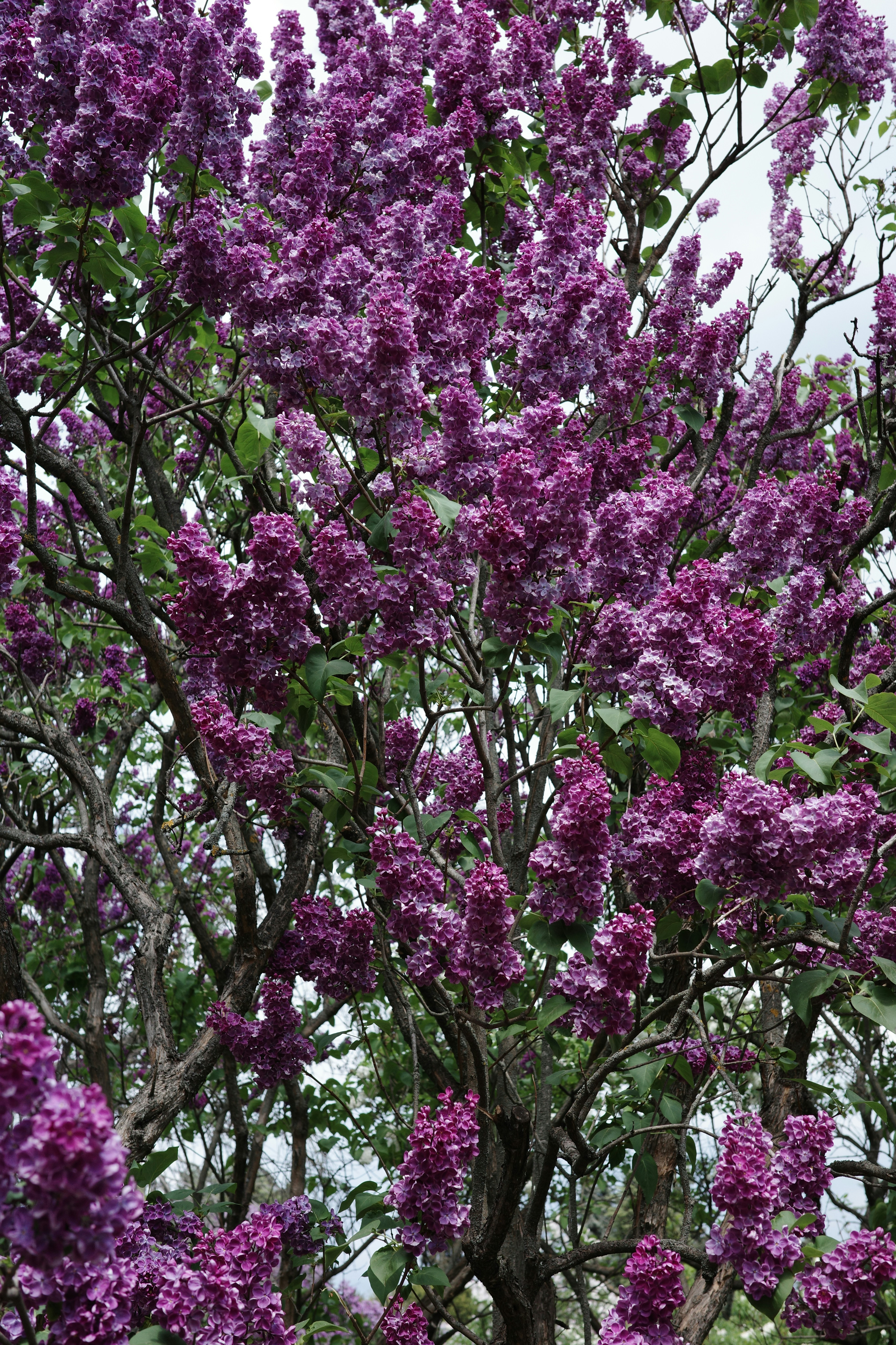 Blooming purple cascades: lilac clusters against a tangled spring canopy