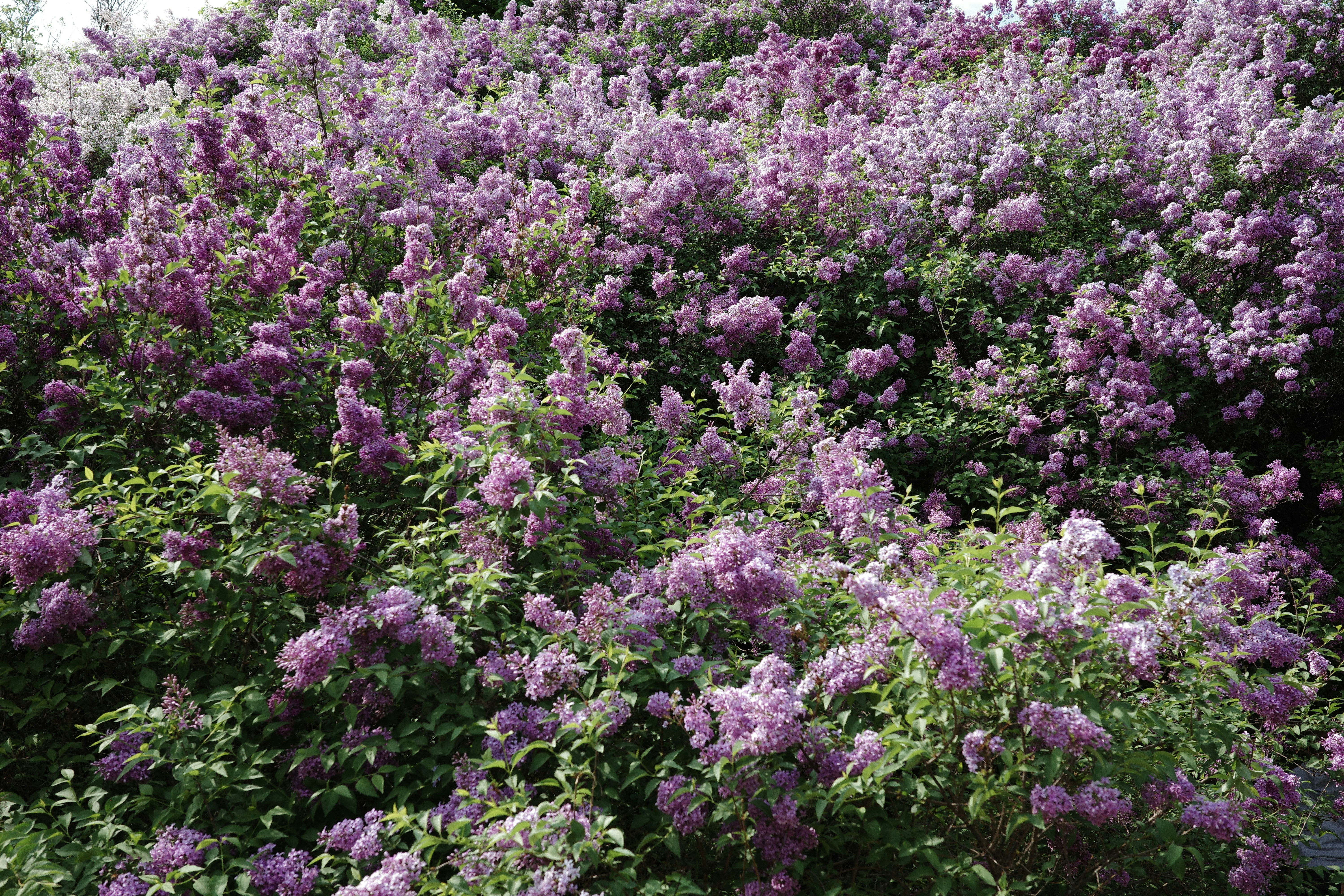 Lilac Cascade: Dense Blooms in a Hazy Spring Field