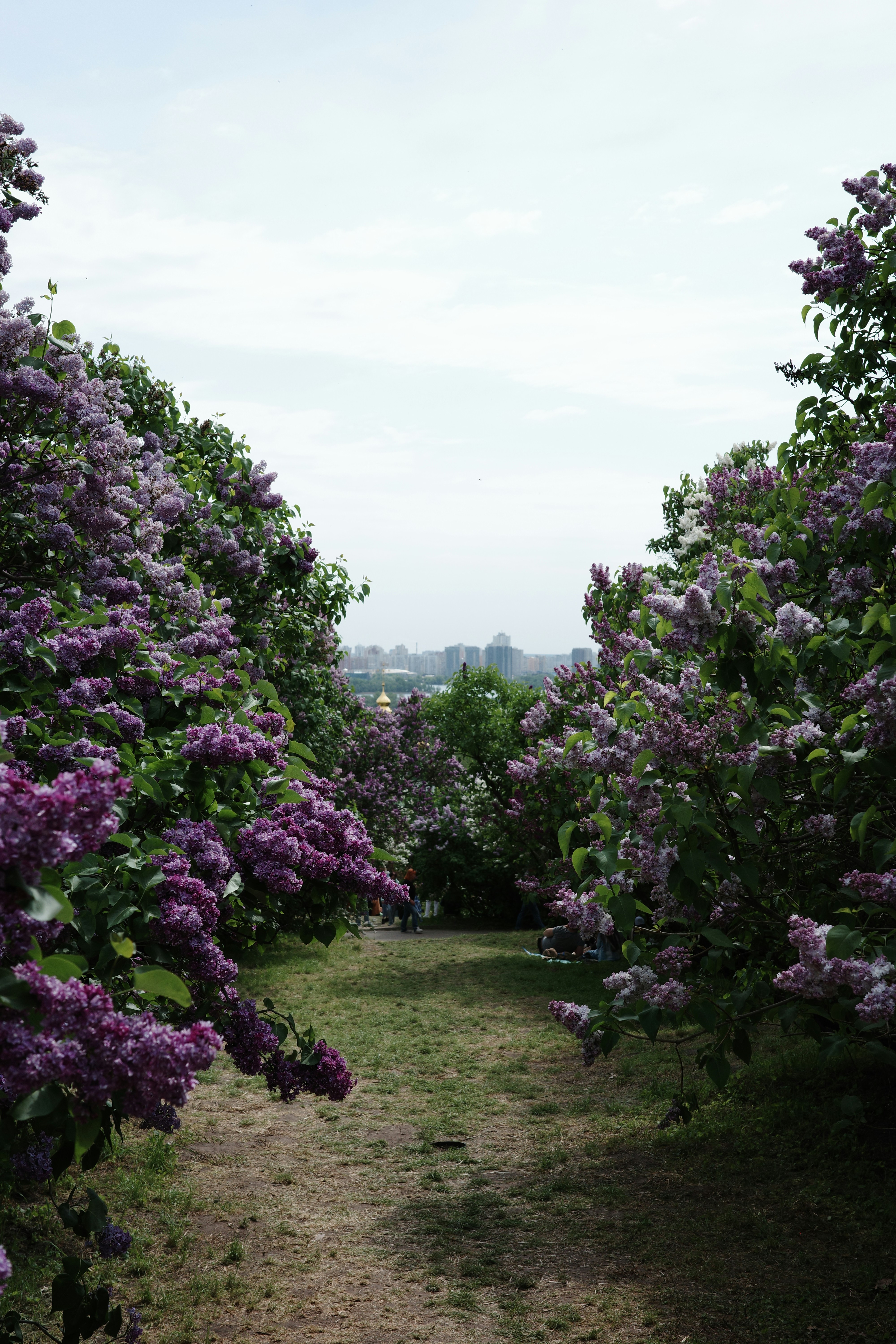 Lilac Corridor to the Skyline