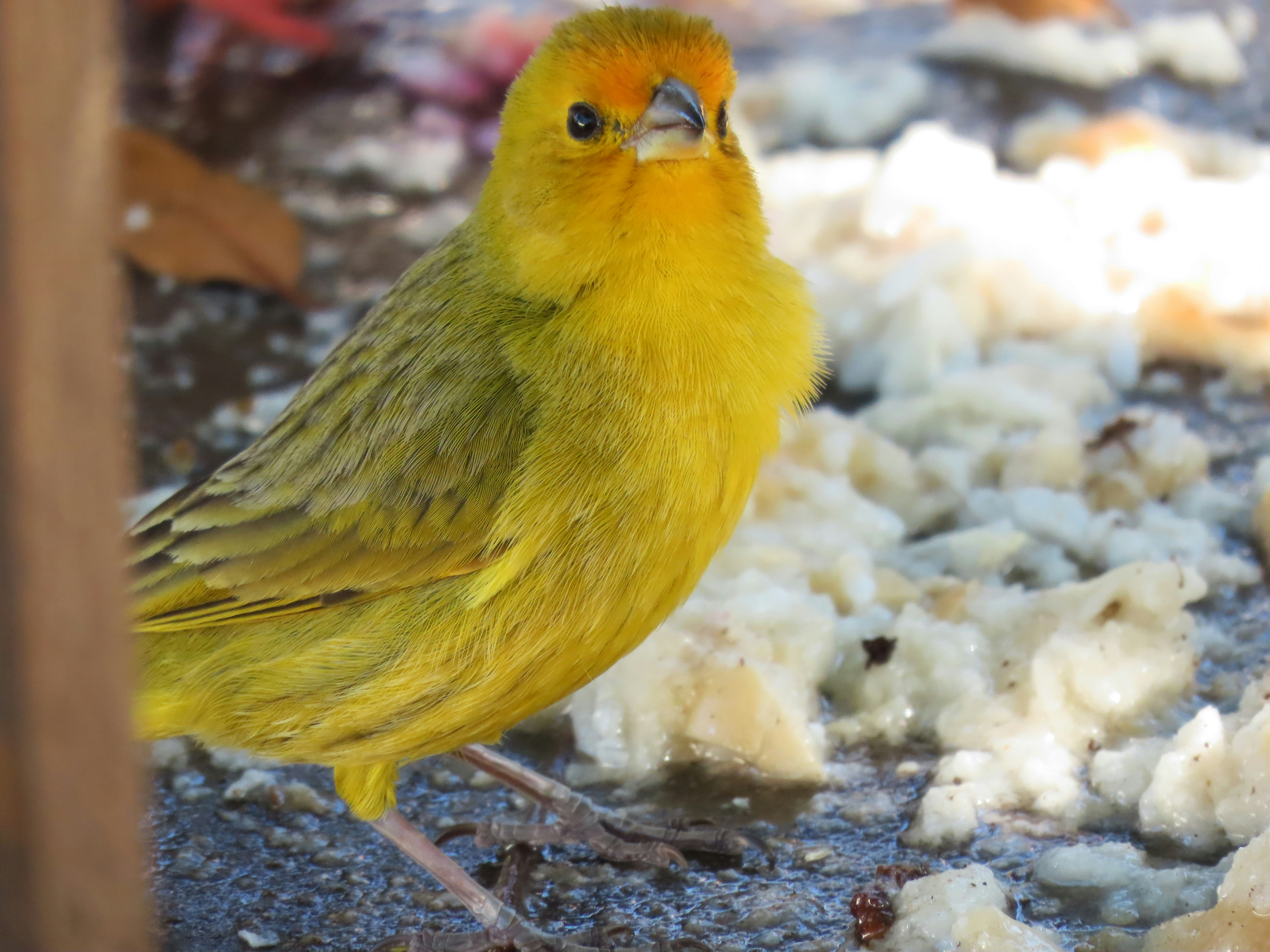 Golden Warbler at Sugar-crystal Feeds