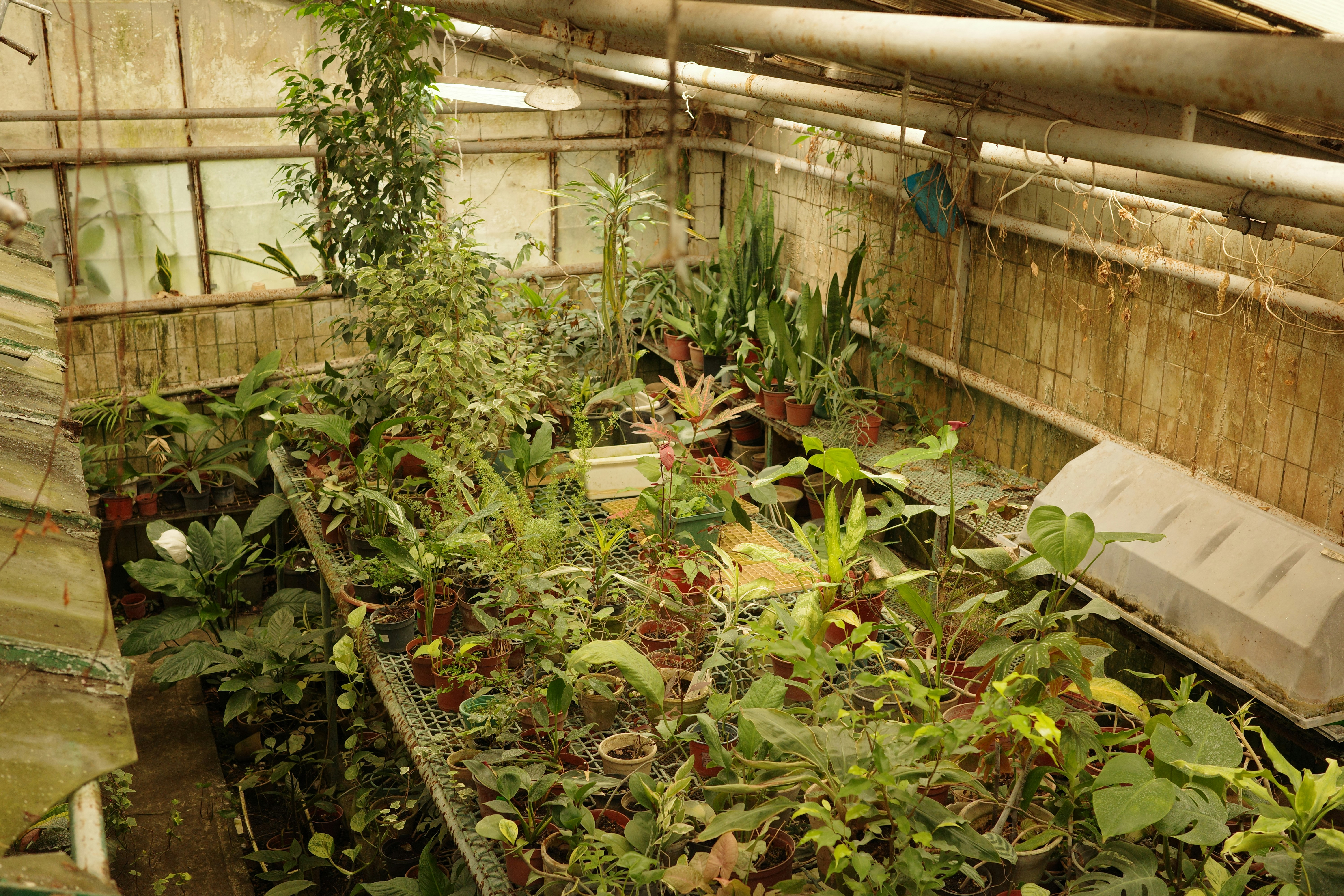 Overgrown Conservatory: A Quiet Turf of Life Amid Industrial Pipes
