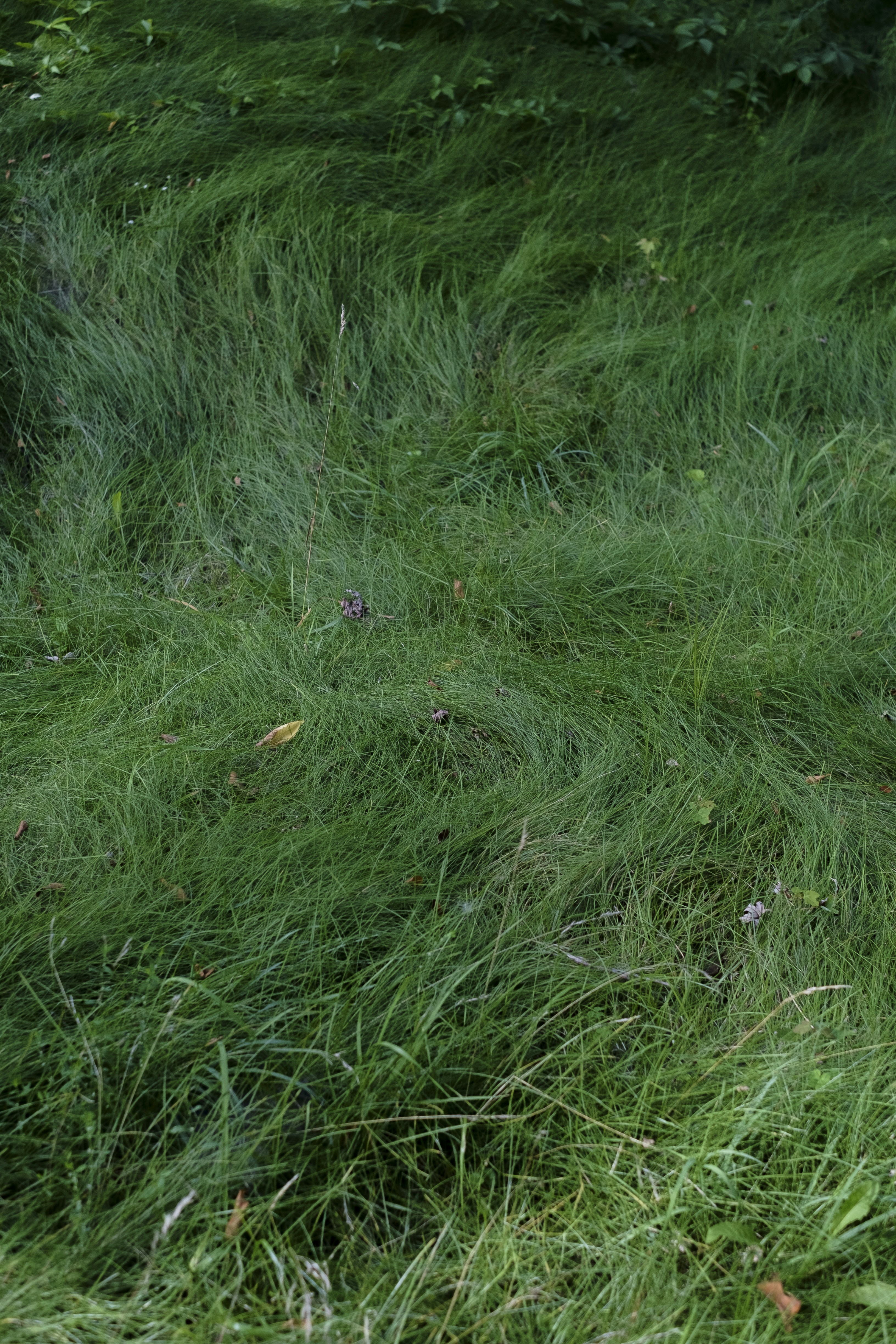 Emerald Grassland Dunes beneath a Canopy