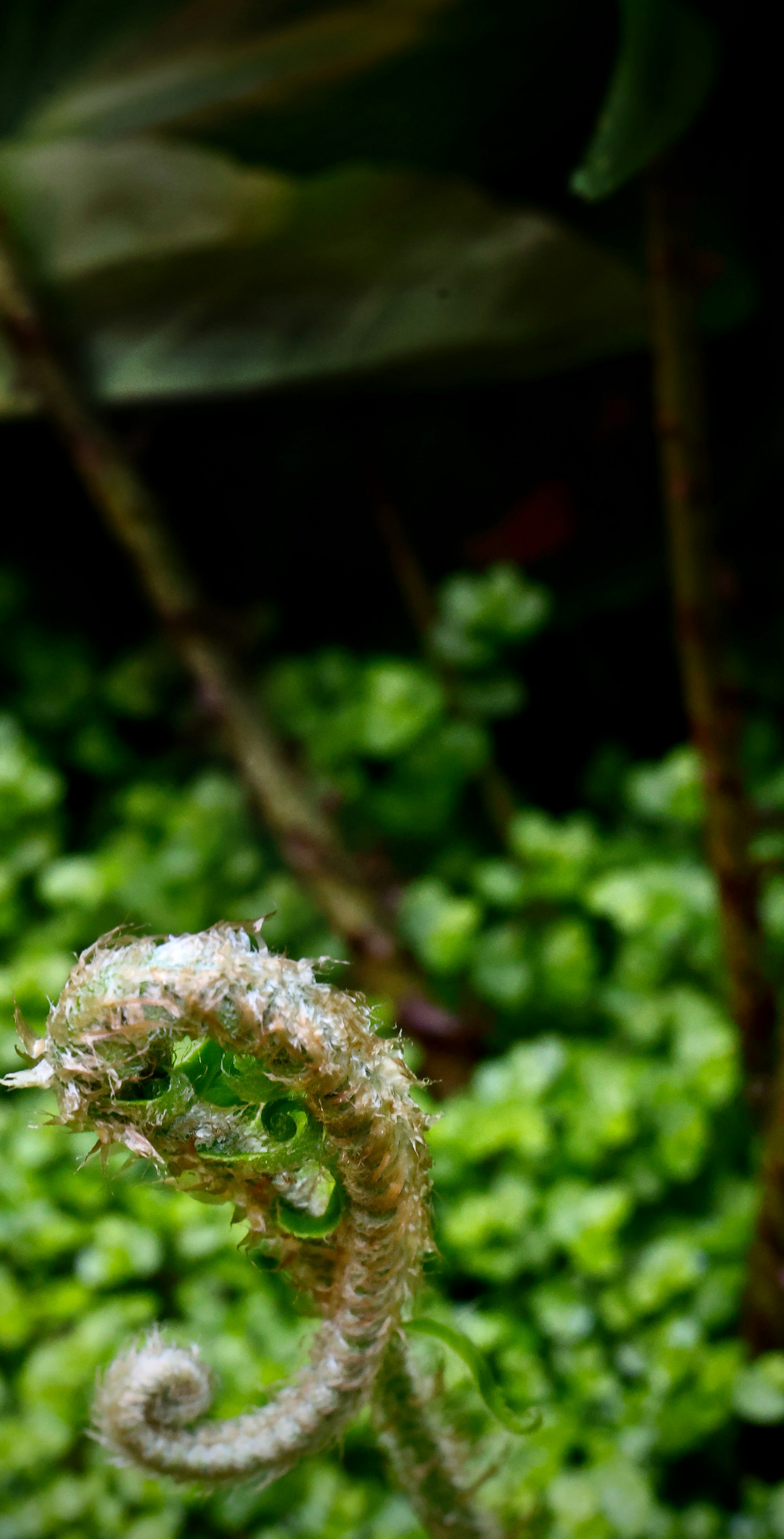 Unfurling Fern: A Coiled Moment in Green Depths