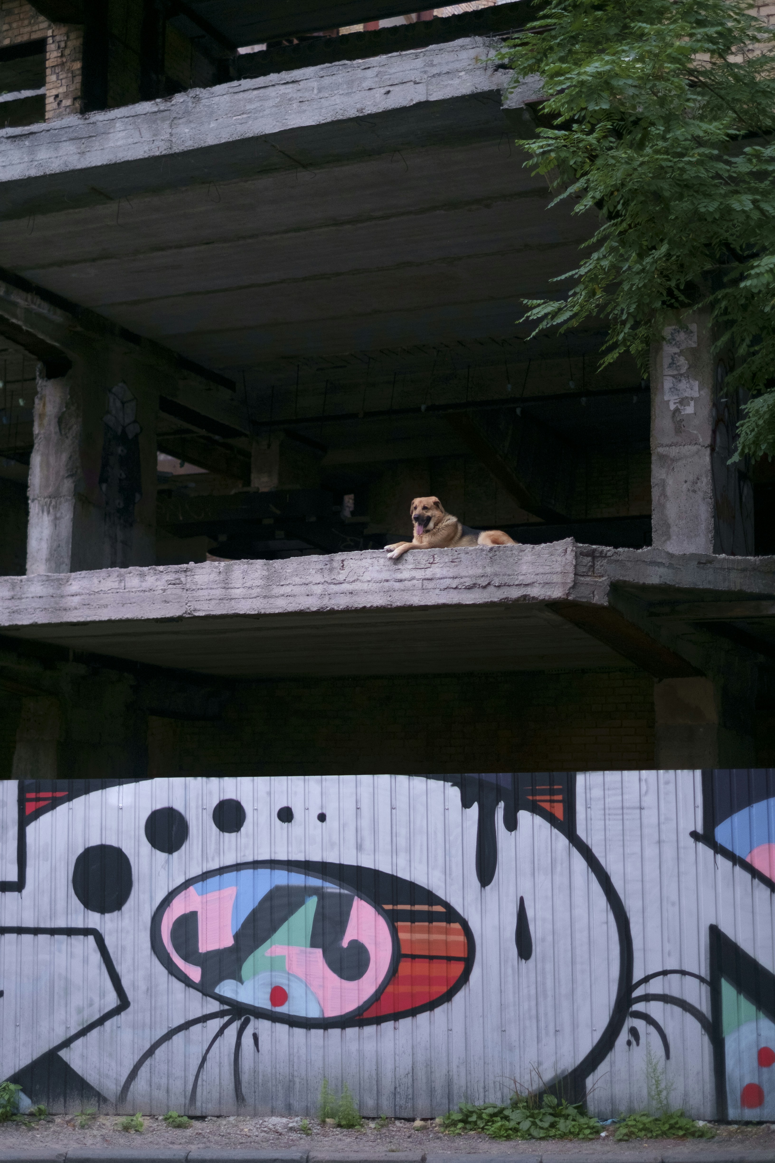 Lone Dog Overlook: a quiet guardian above graffiti dialogue