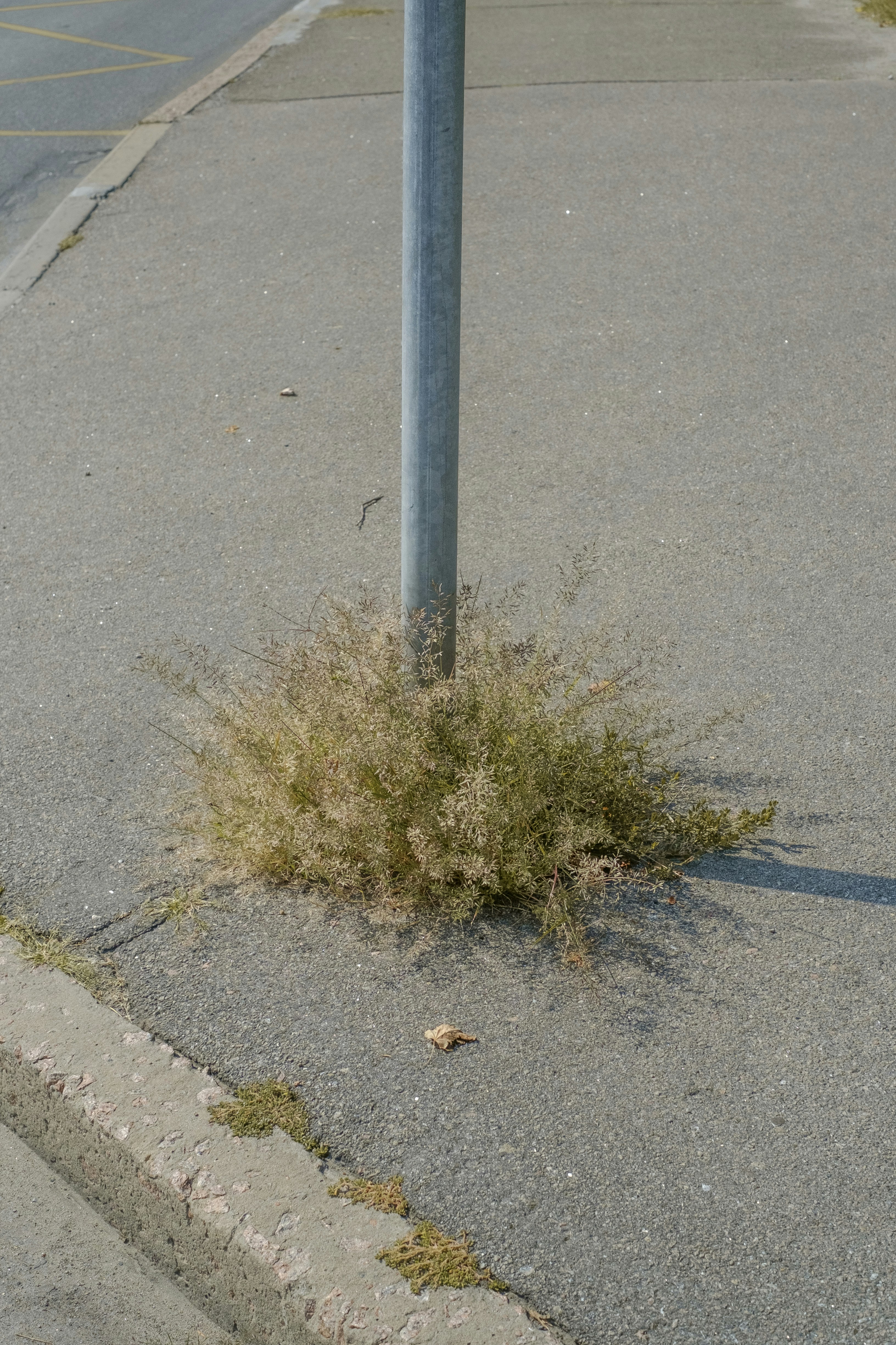 Rooted in Transit: A Lone Scrub Clings to a Metal Post
