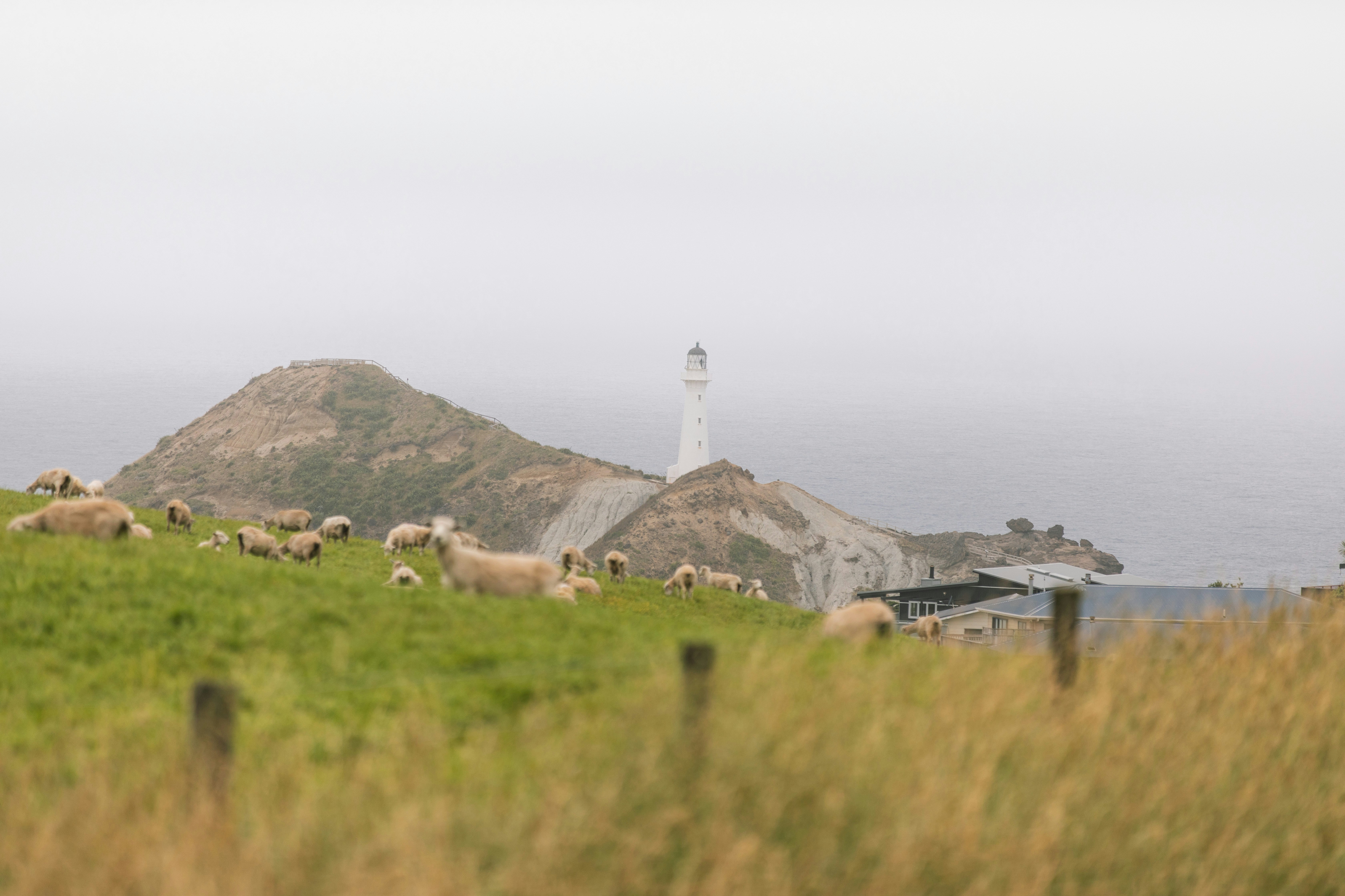 Sheep Pasture and Lighthouse on a Misty Coast