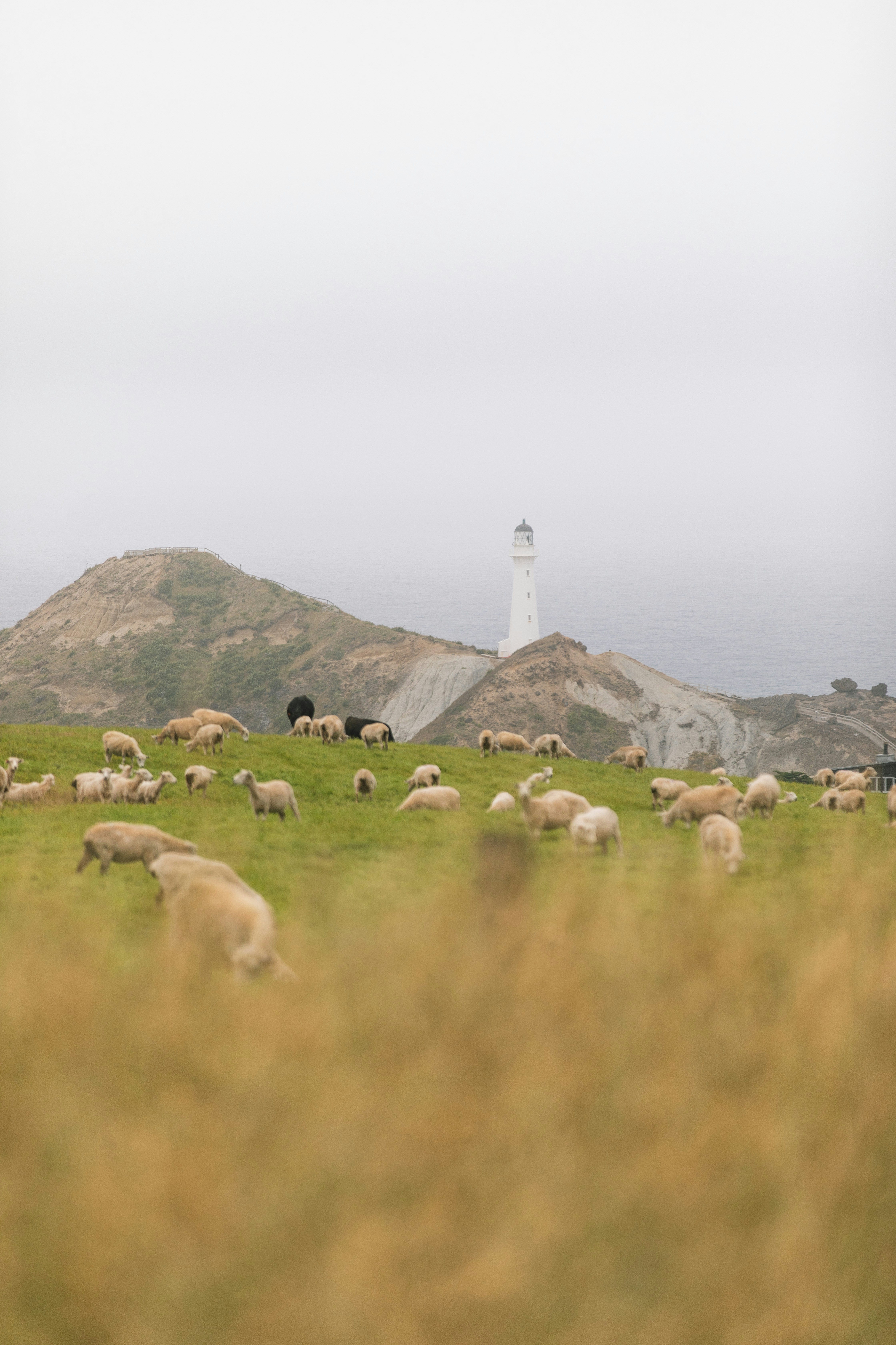 Grazing Field Beneath a Misty Lighthouse