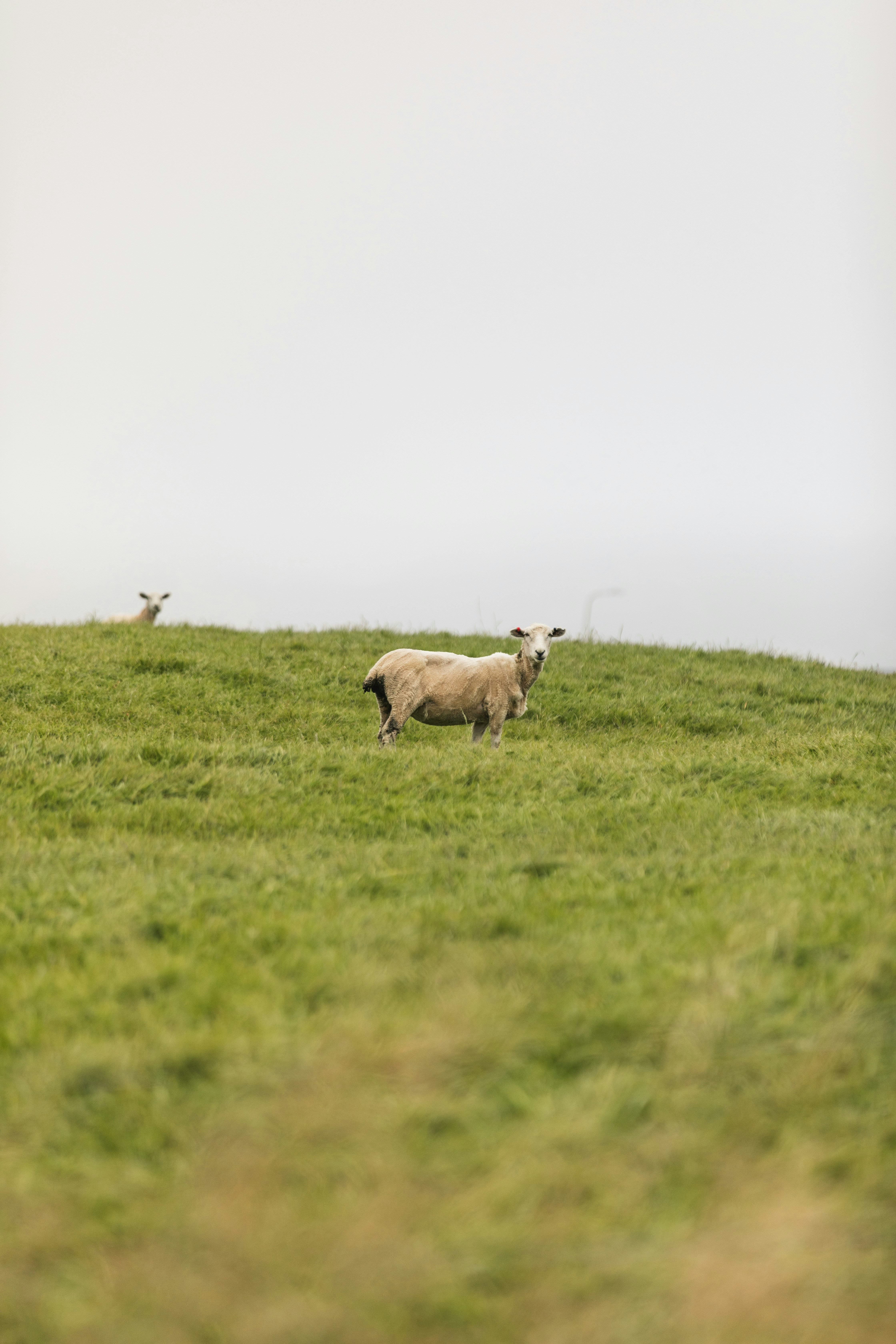 Pasture Sentinel: A Lone Sheep Graces the Distant Crest