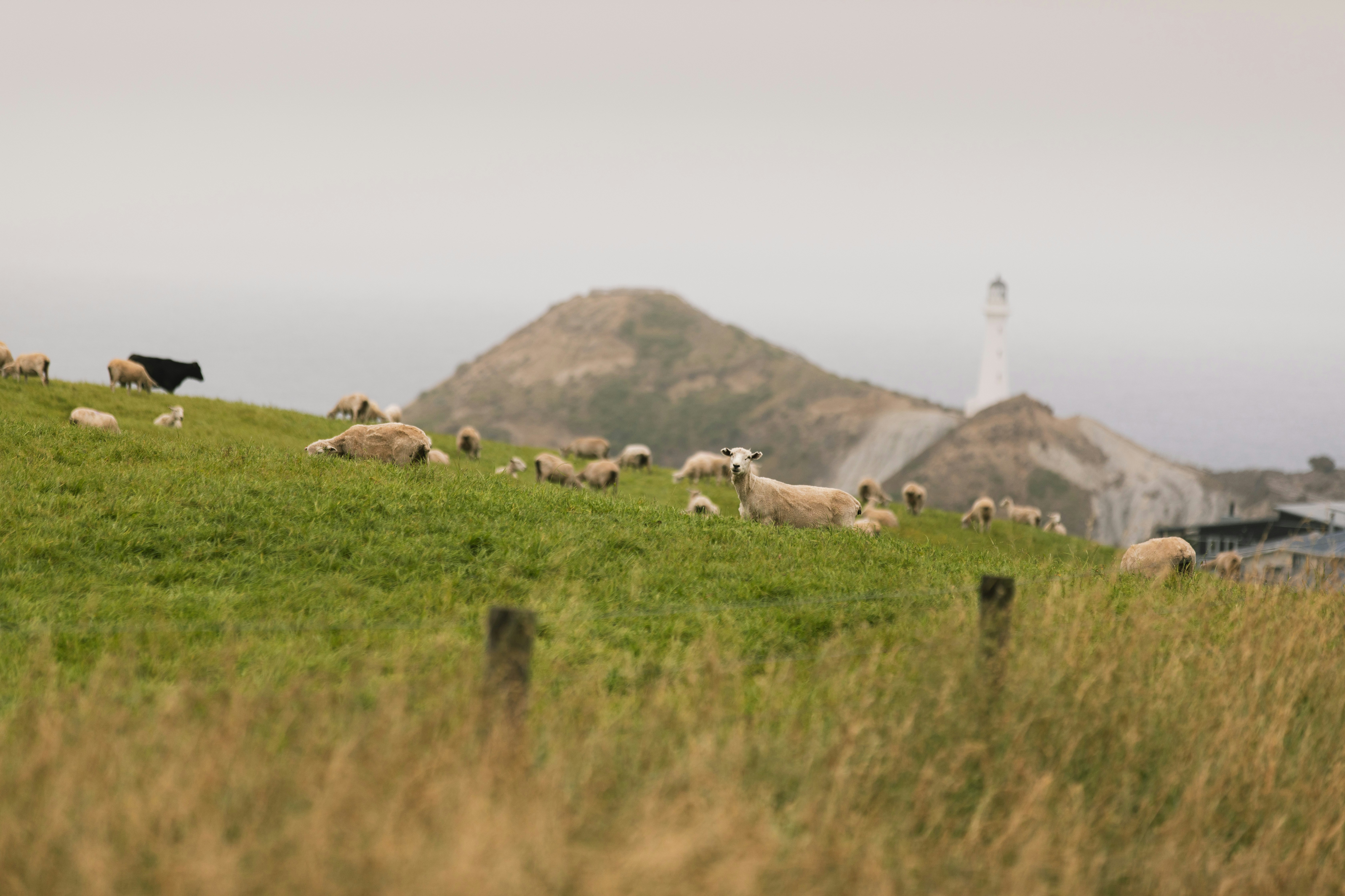 Pasture Echoes: Sheep and the Distant Lighthouse