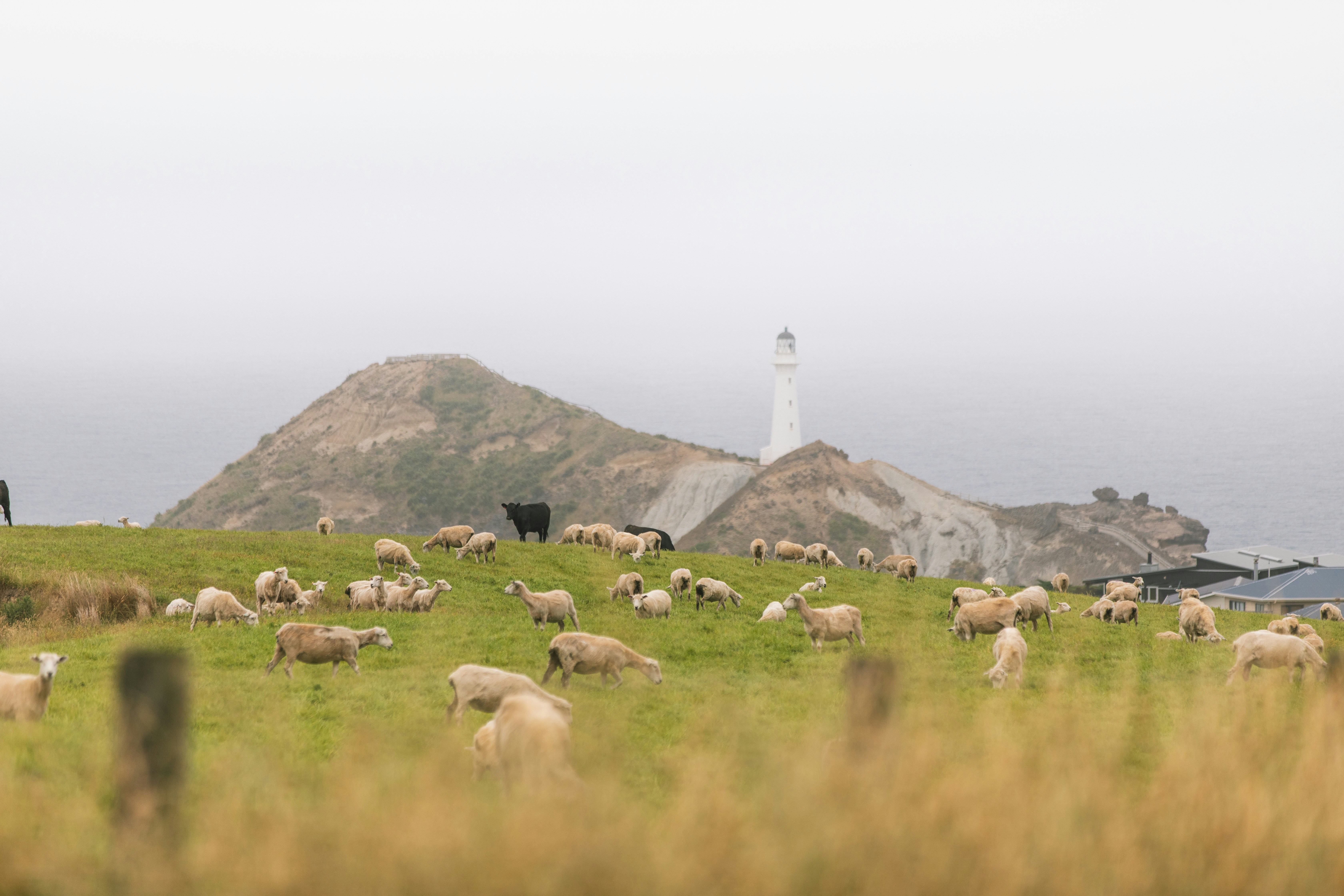Lambs on the Dune Meadow: A Coastal Flock Guided by a Lighthouse