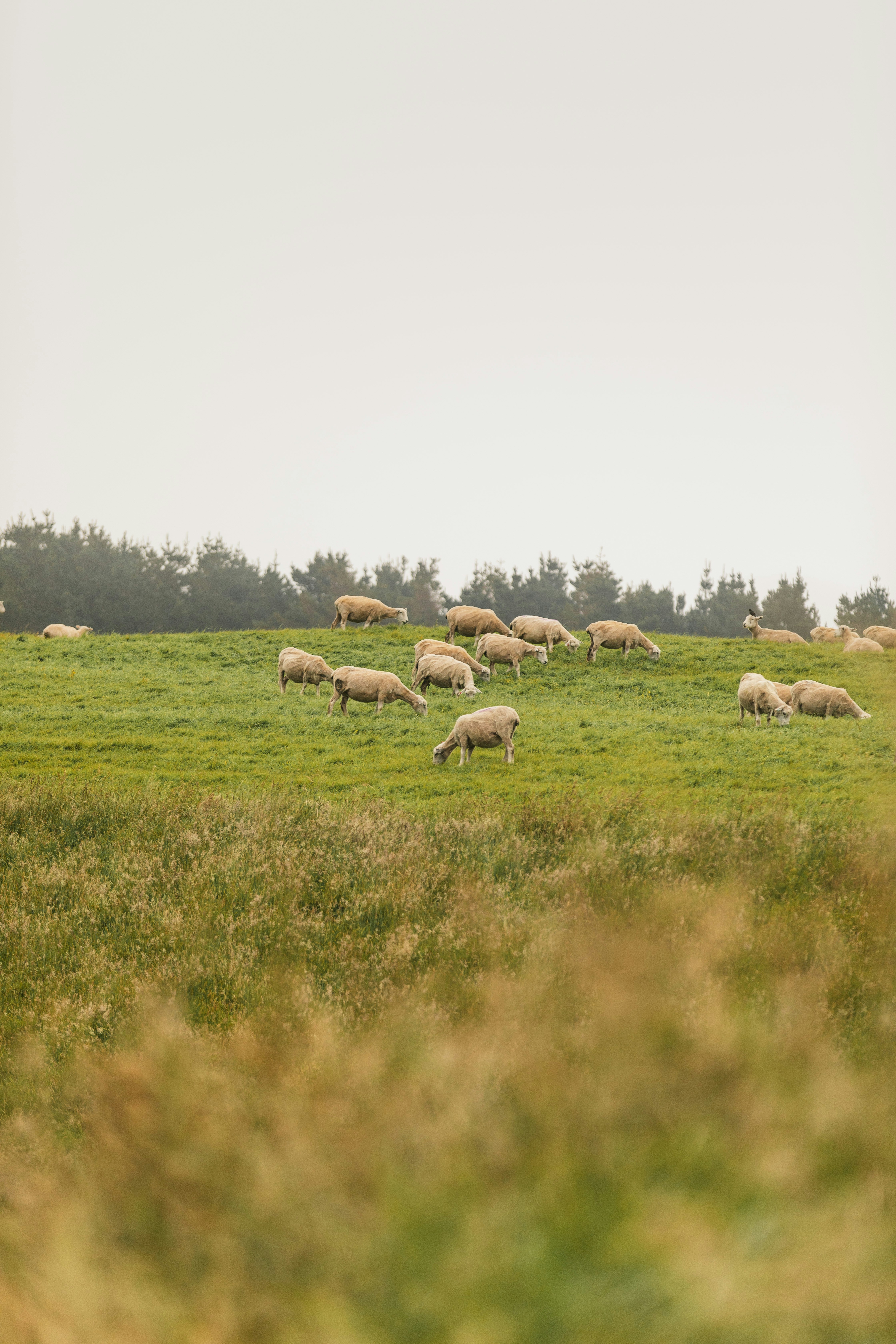 Grazing Across the Quiet Hill
