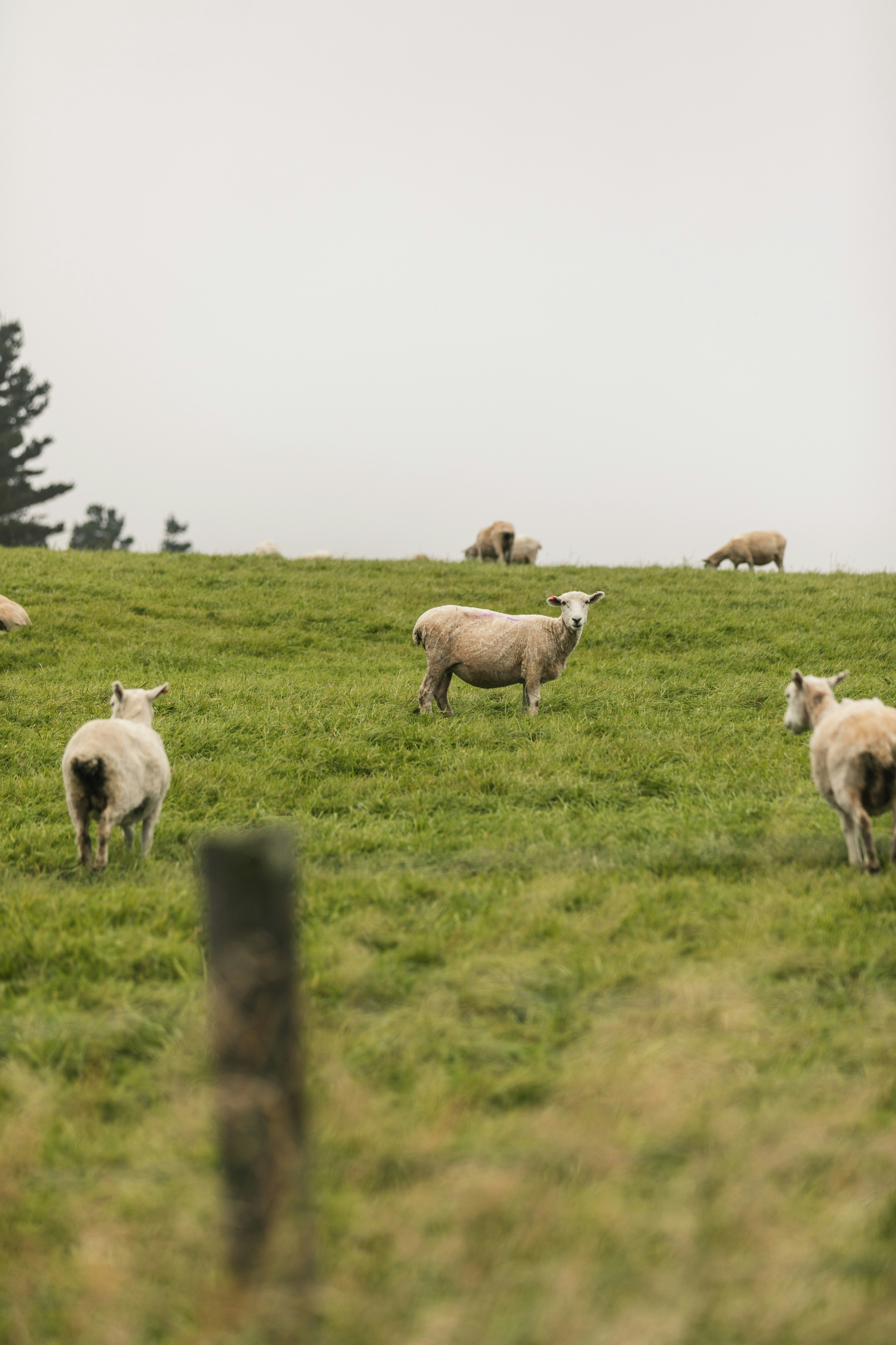 Pasture Patrol: A Lonely Shepherd’s Sheep Amid Gentle Hills