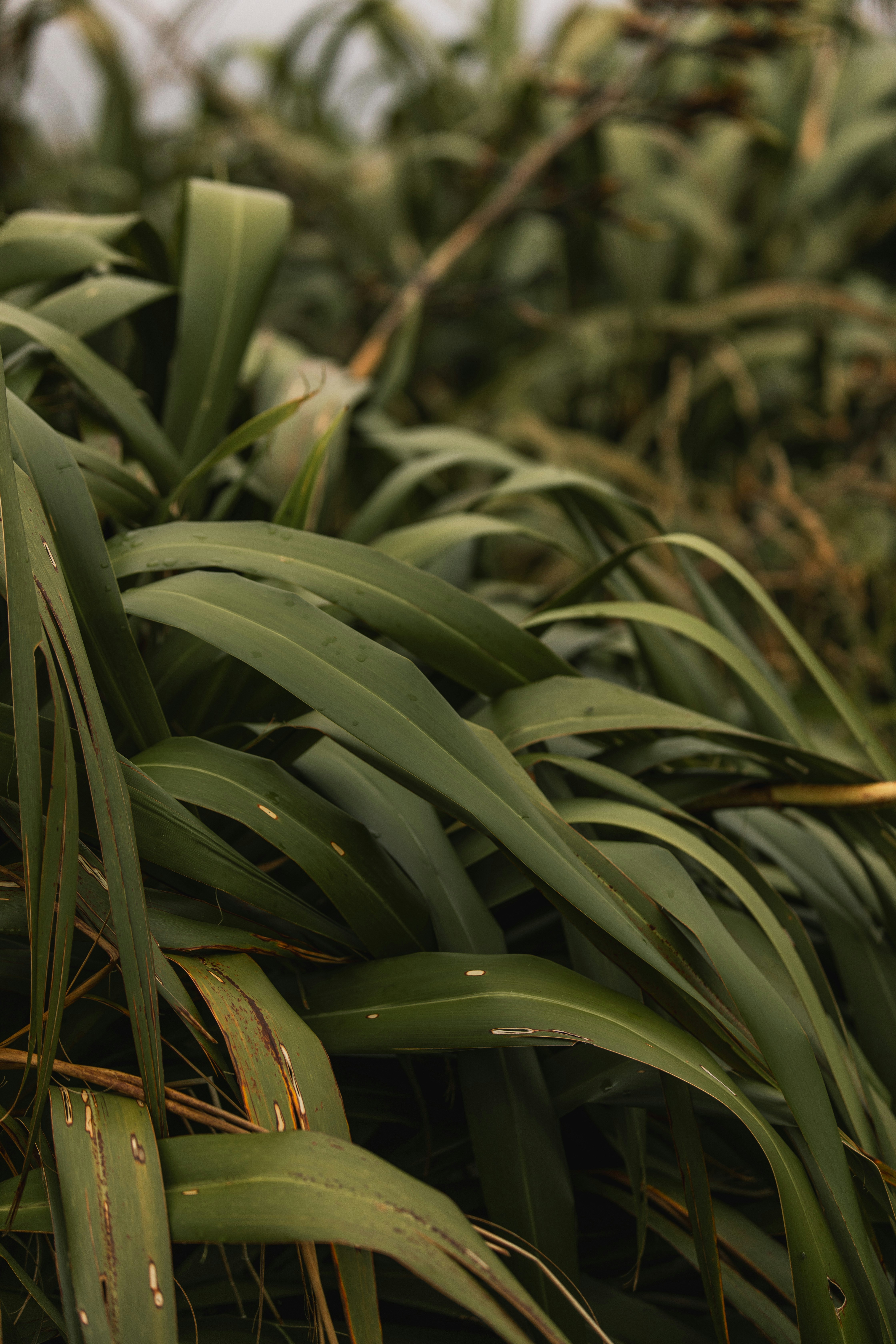 Verdant Ripples: Close-Up of Broad Green Foliage