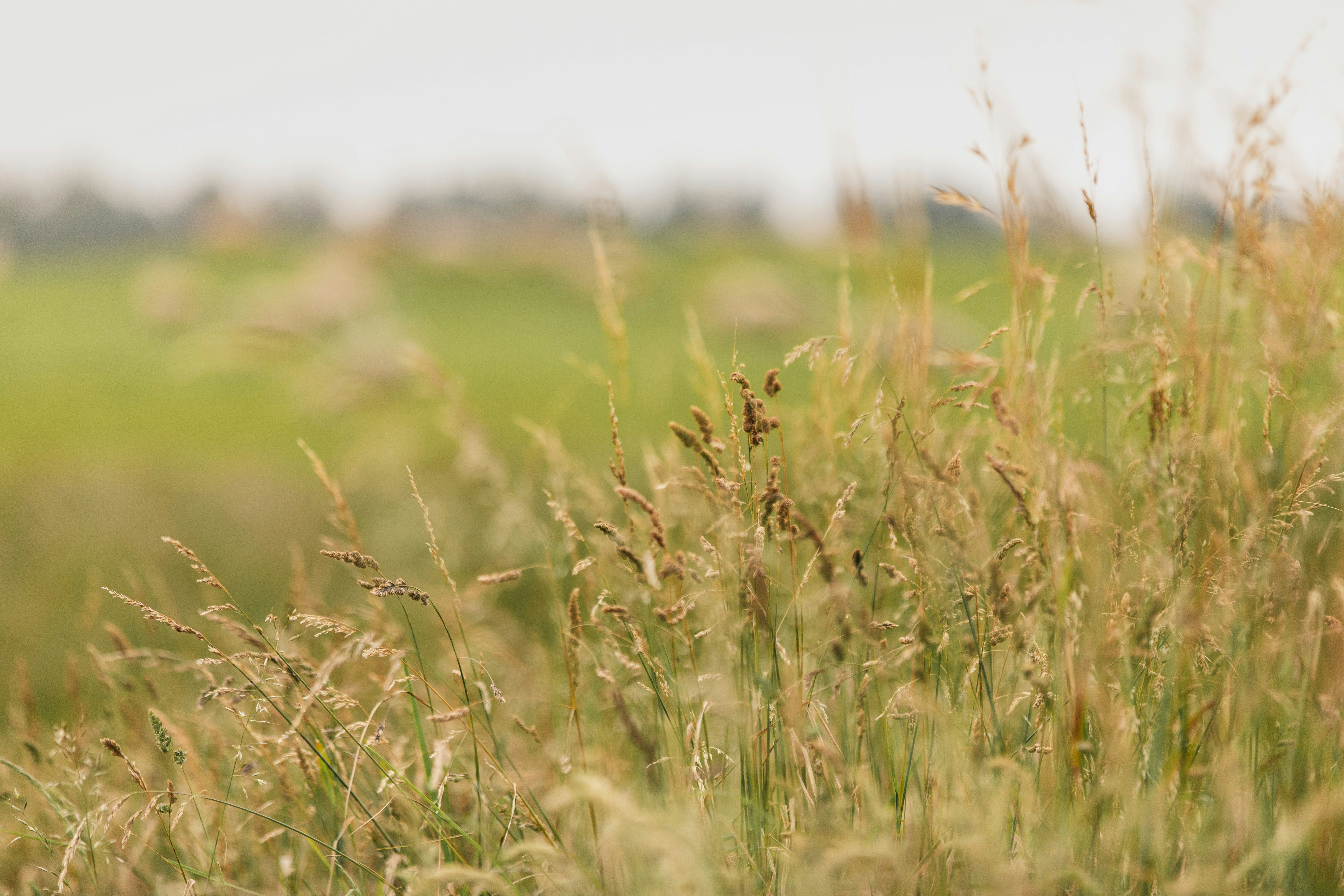 Soft-Field Grasses in a Quiet Prairie Morning