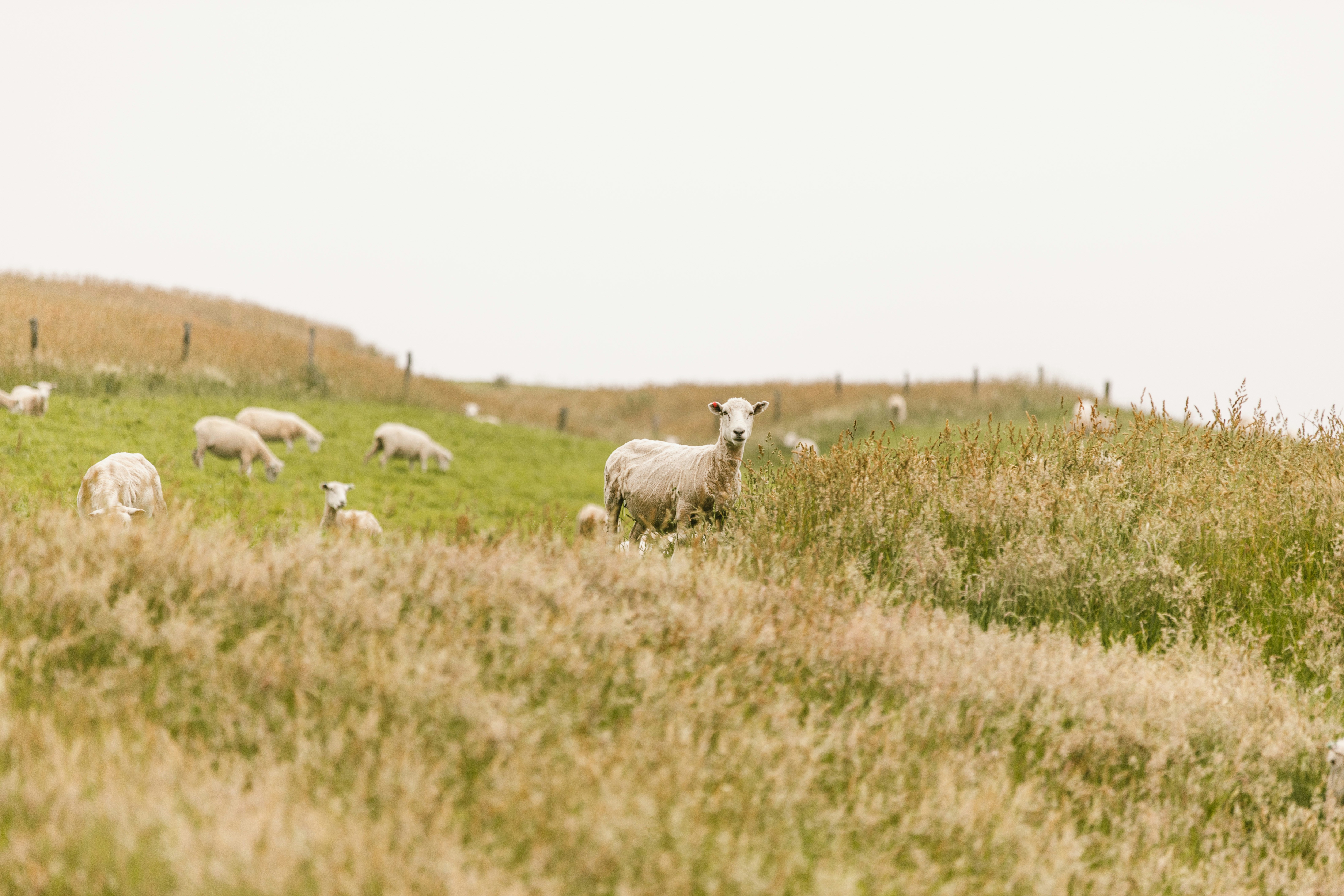 Sheep in a Golden–Meadow Vista