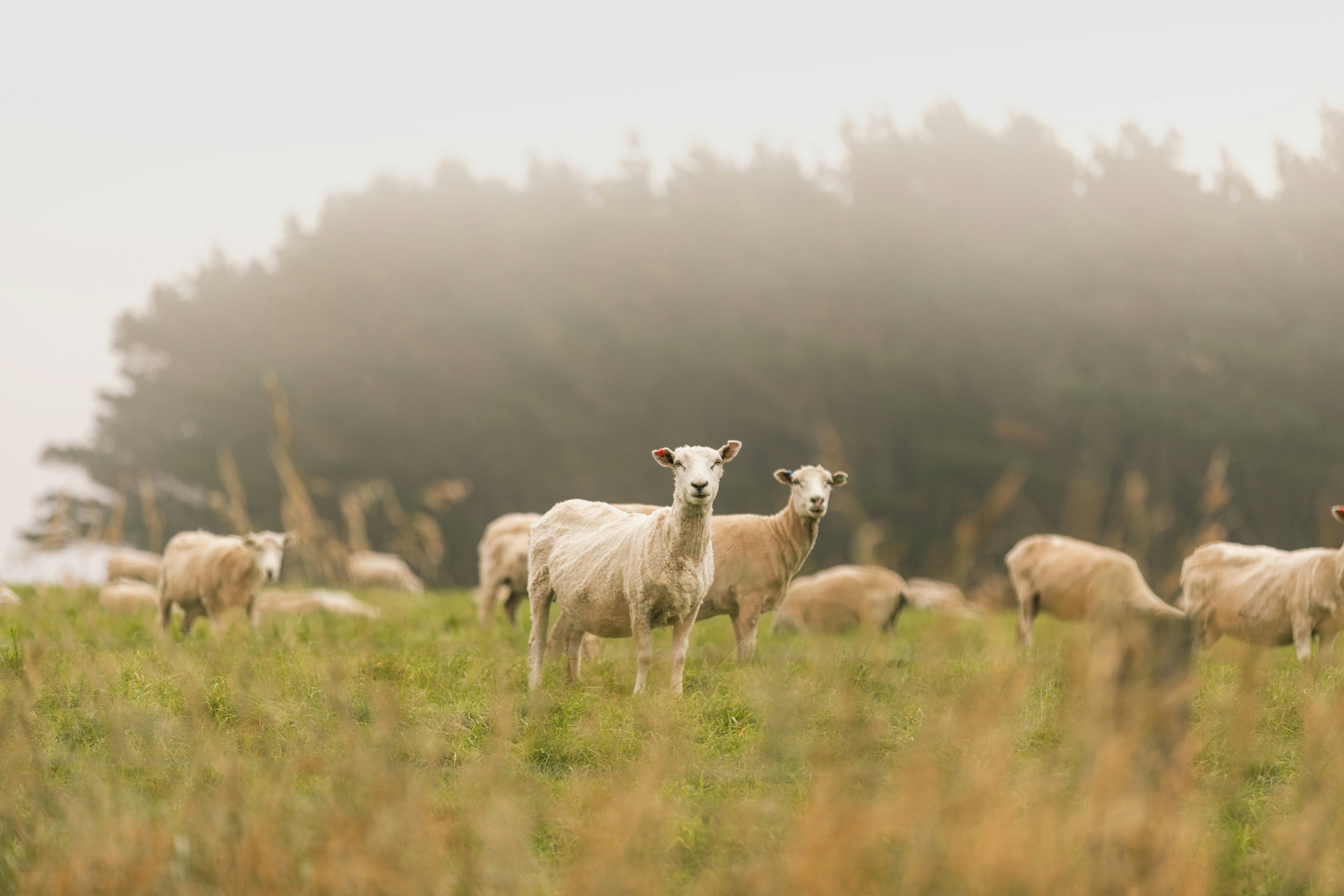 Pasture Watch: A Flock in Soft Morning Light