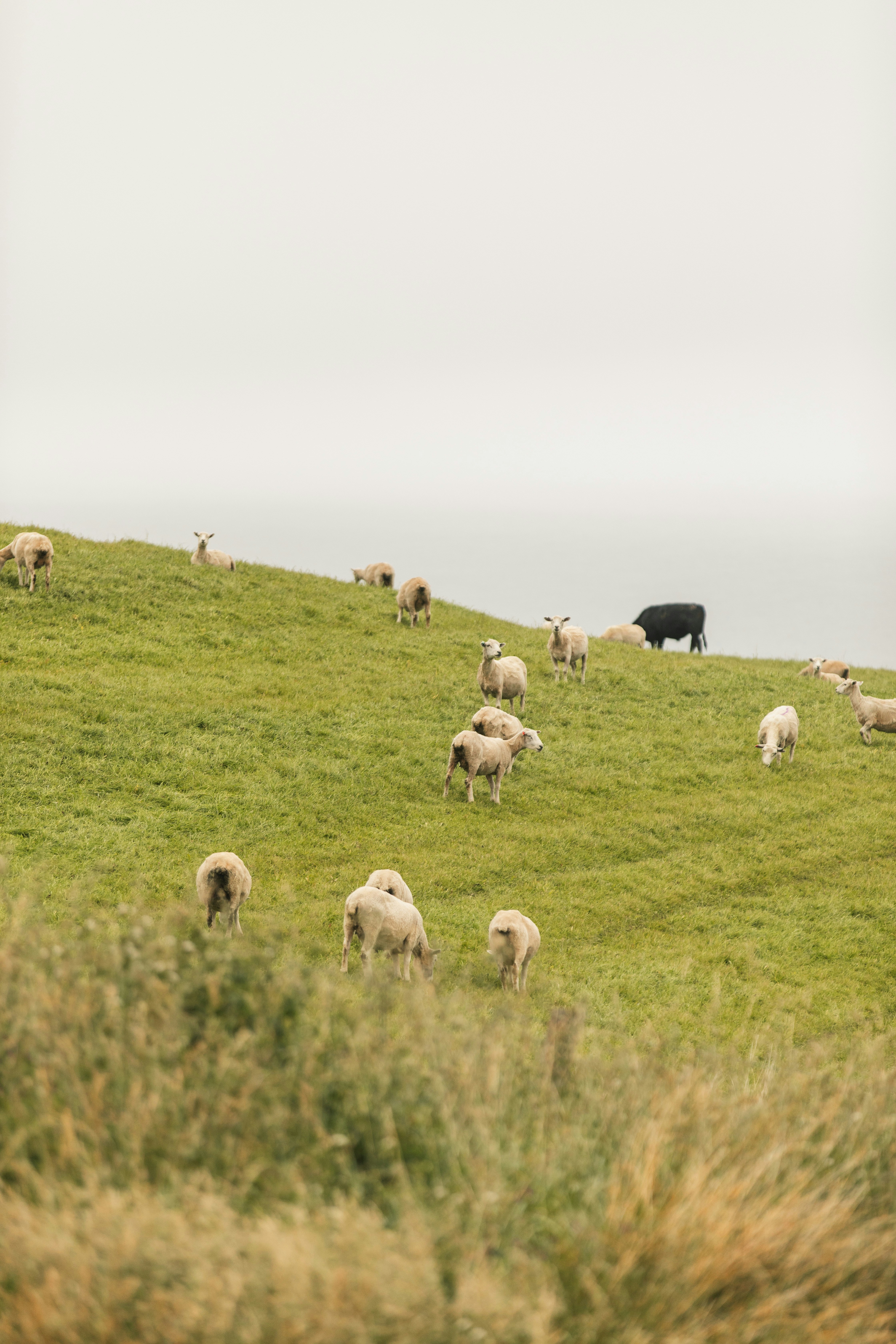 Pasture Parade: A Herd of Sheep and a Black Cow on a Gentle Hill