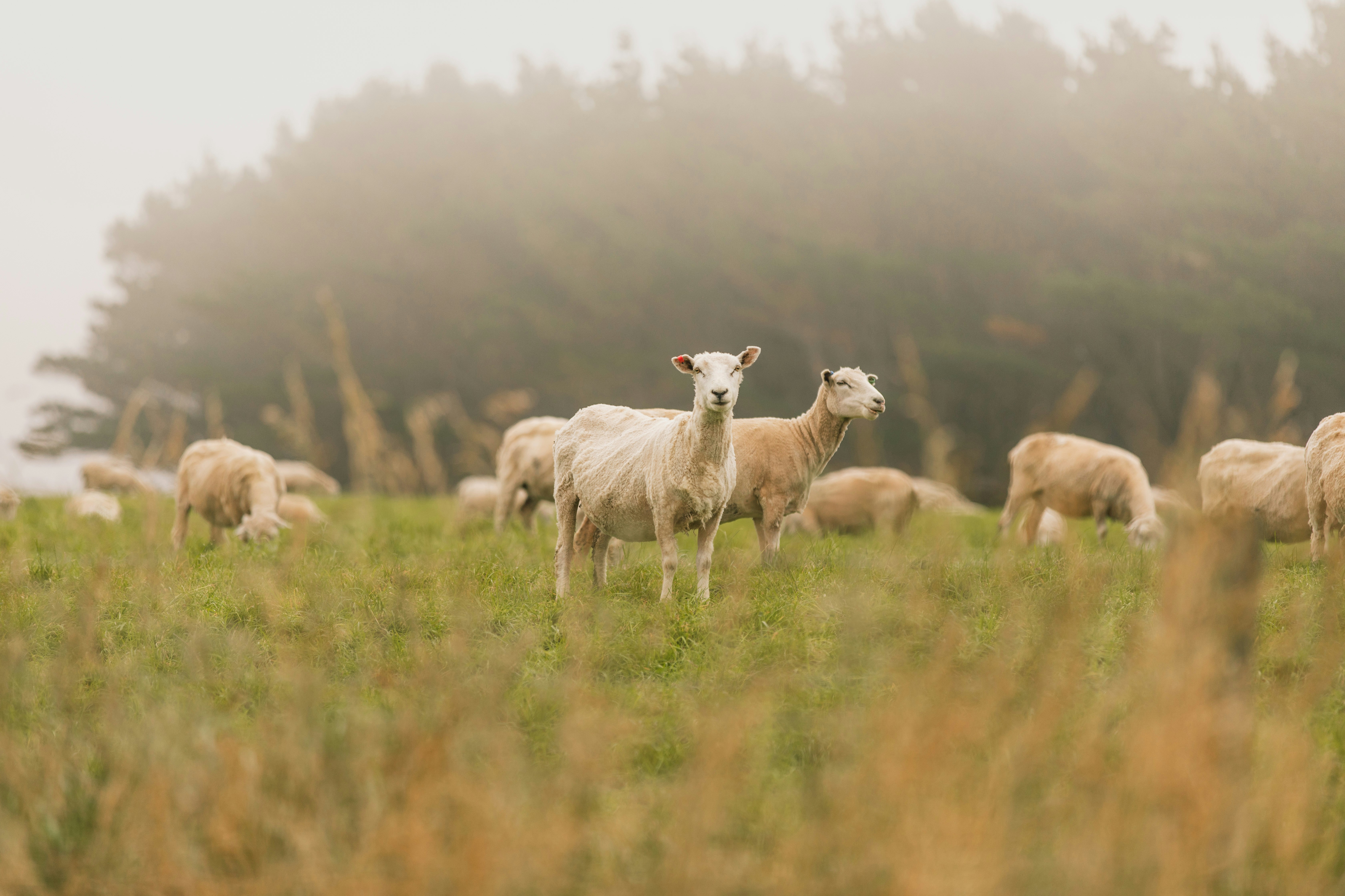 Mist-Lined Pasture Watch: A Small Flock in Quiet Dawn