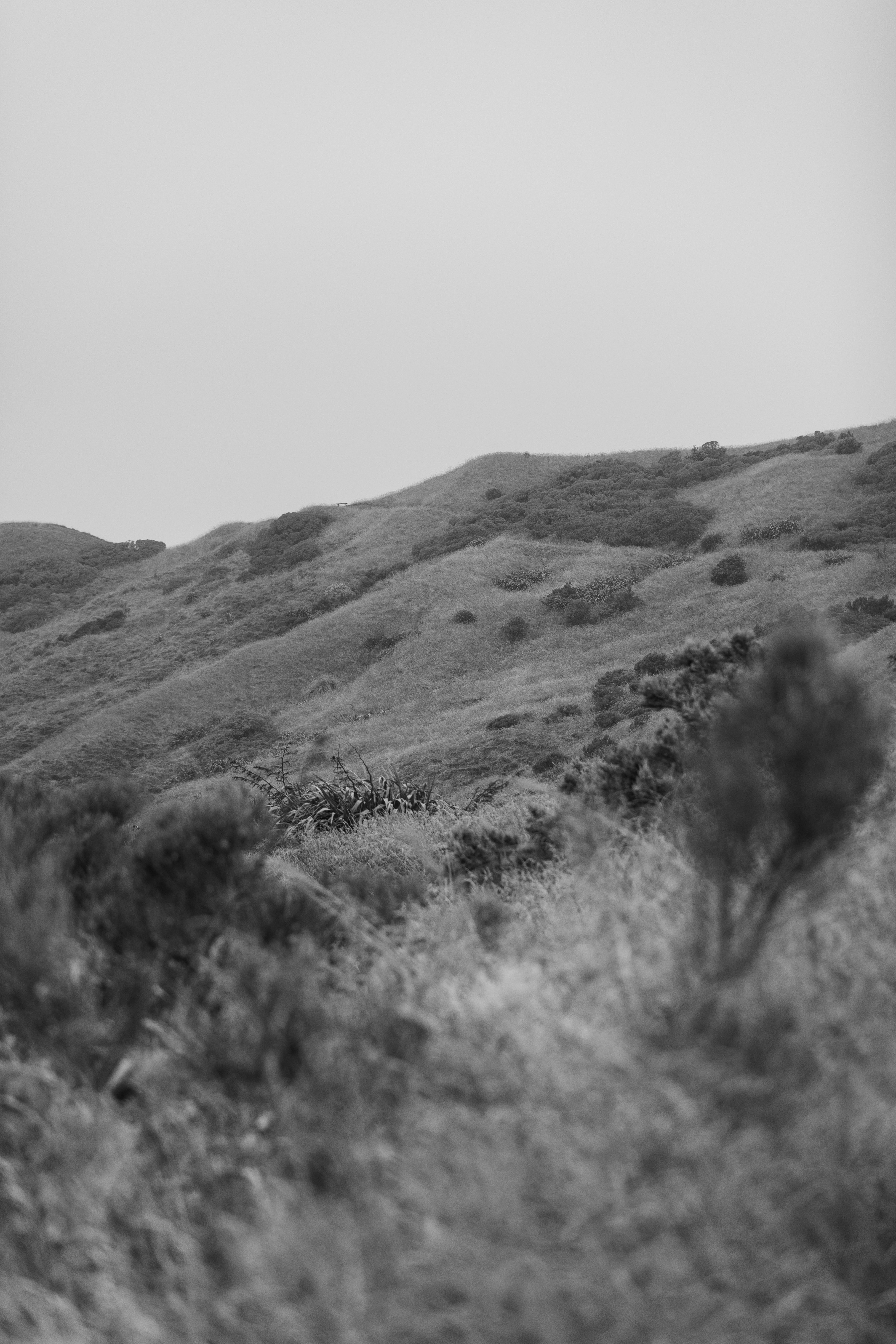 Rolling Hills in Monochrome Quiet