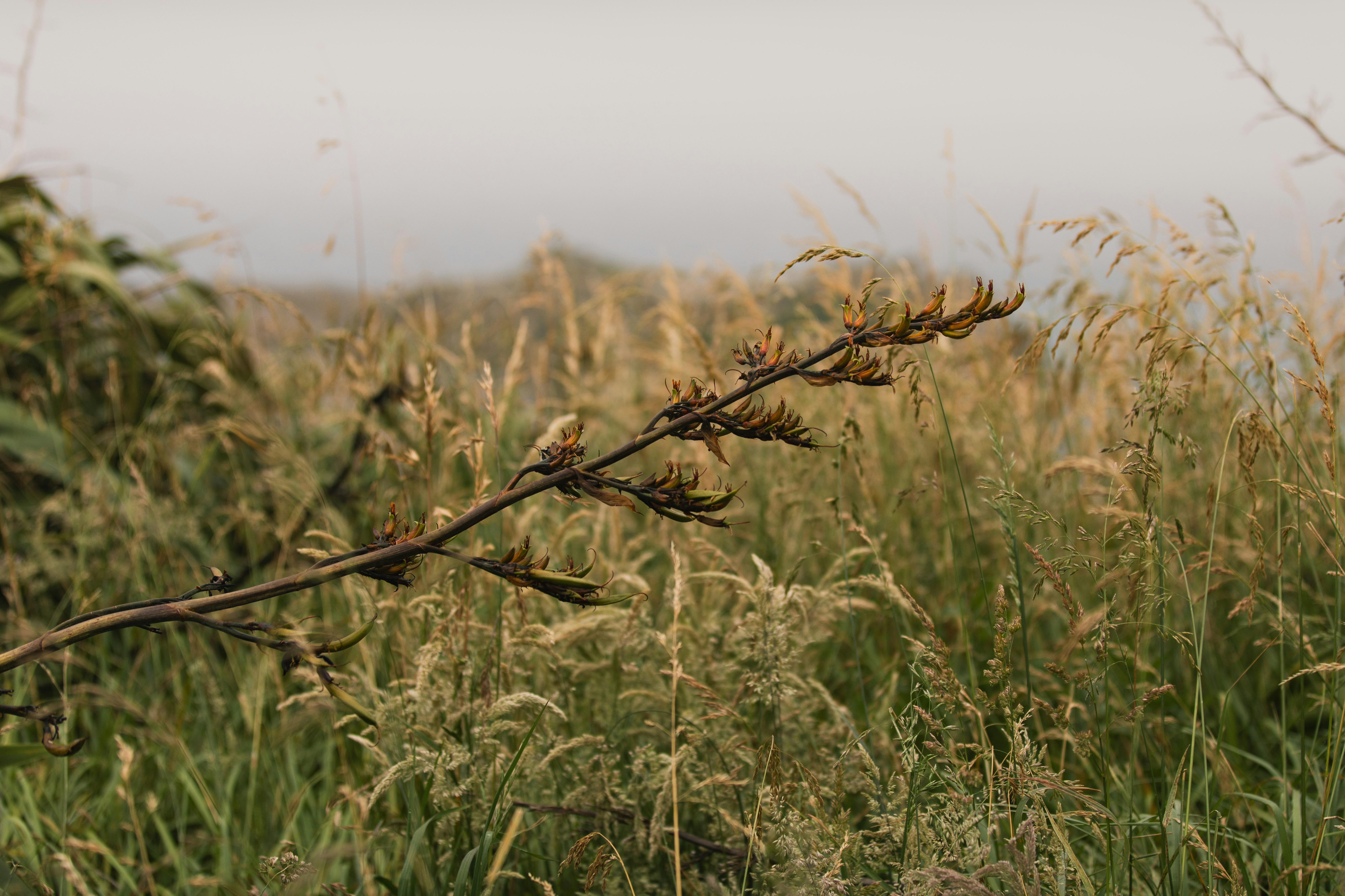 Golden Reed Frond Crossing a Quiet Meadow
