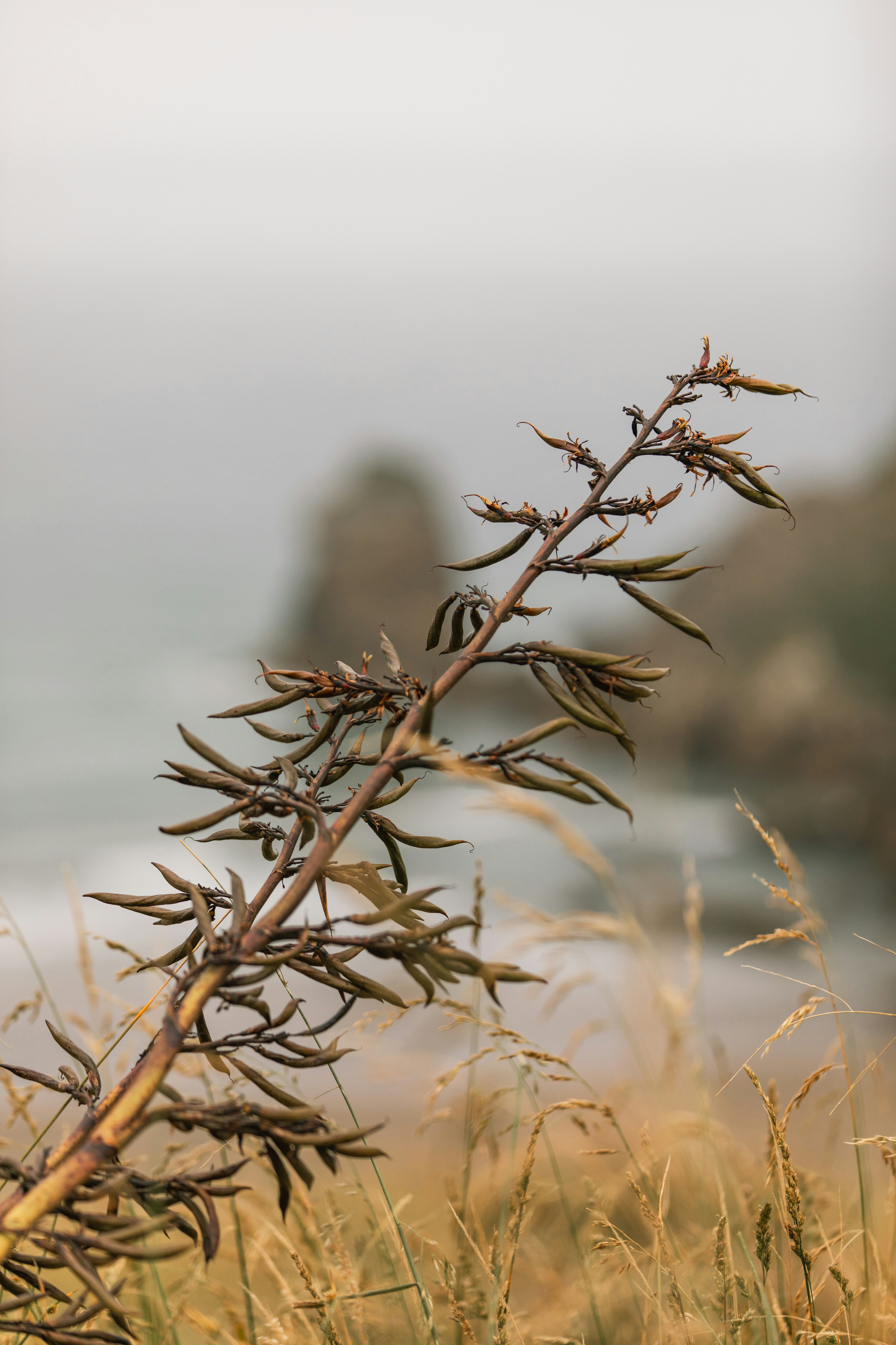 Thorned Stem in Focus Against Sea‑Blown Grass