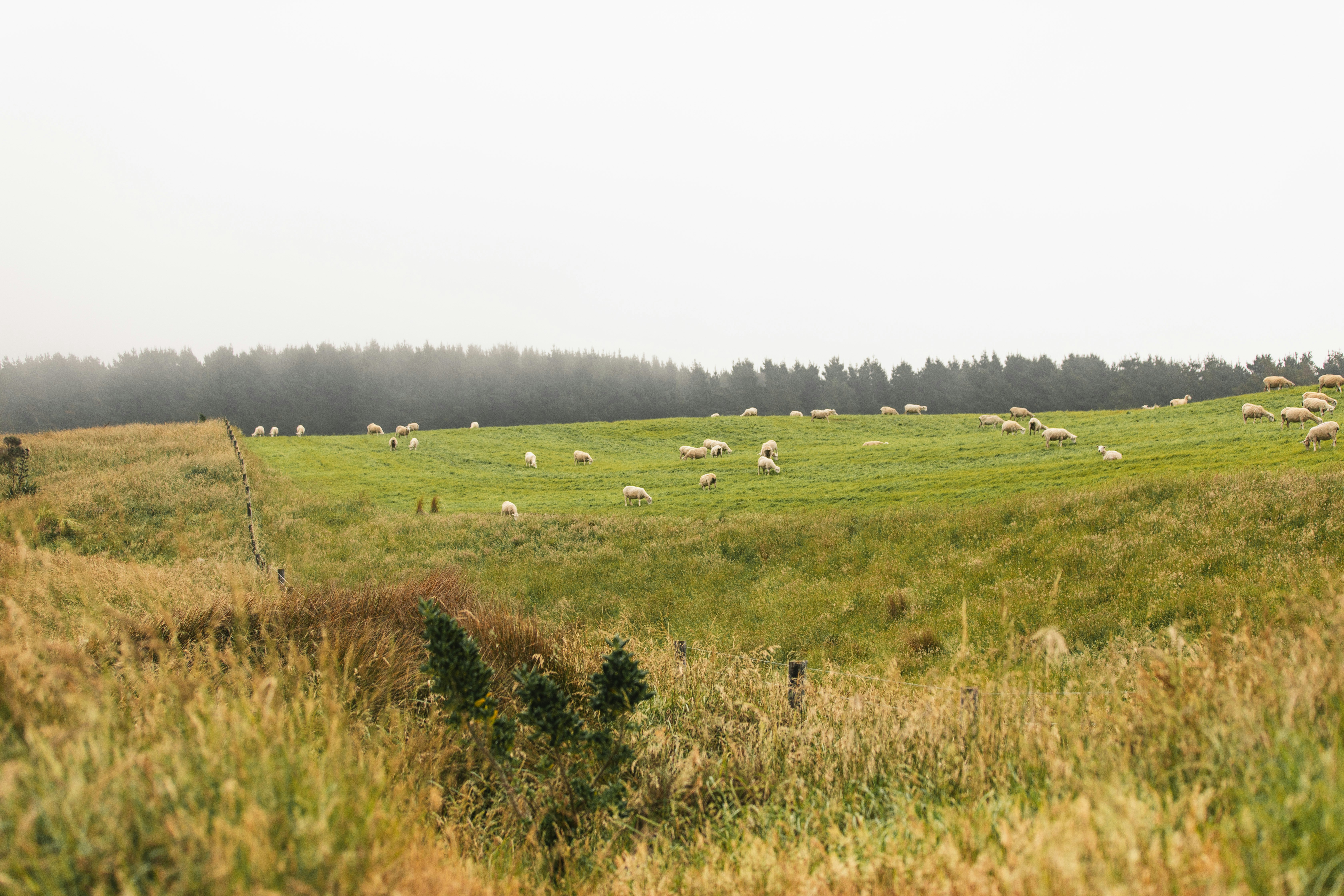 Pasture in the Mist: A scattered flock across sunlit fields