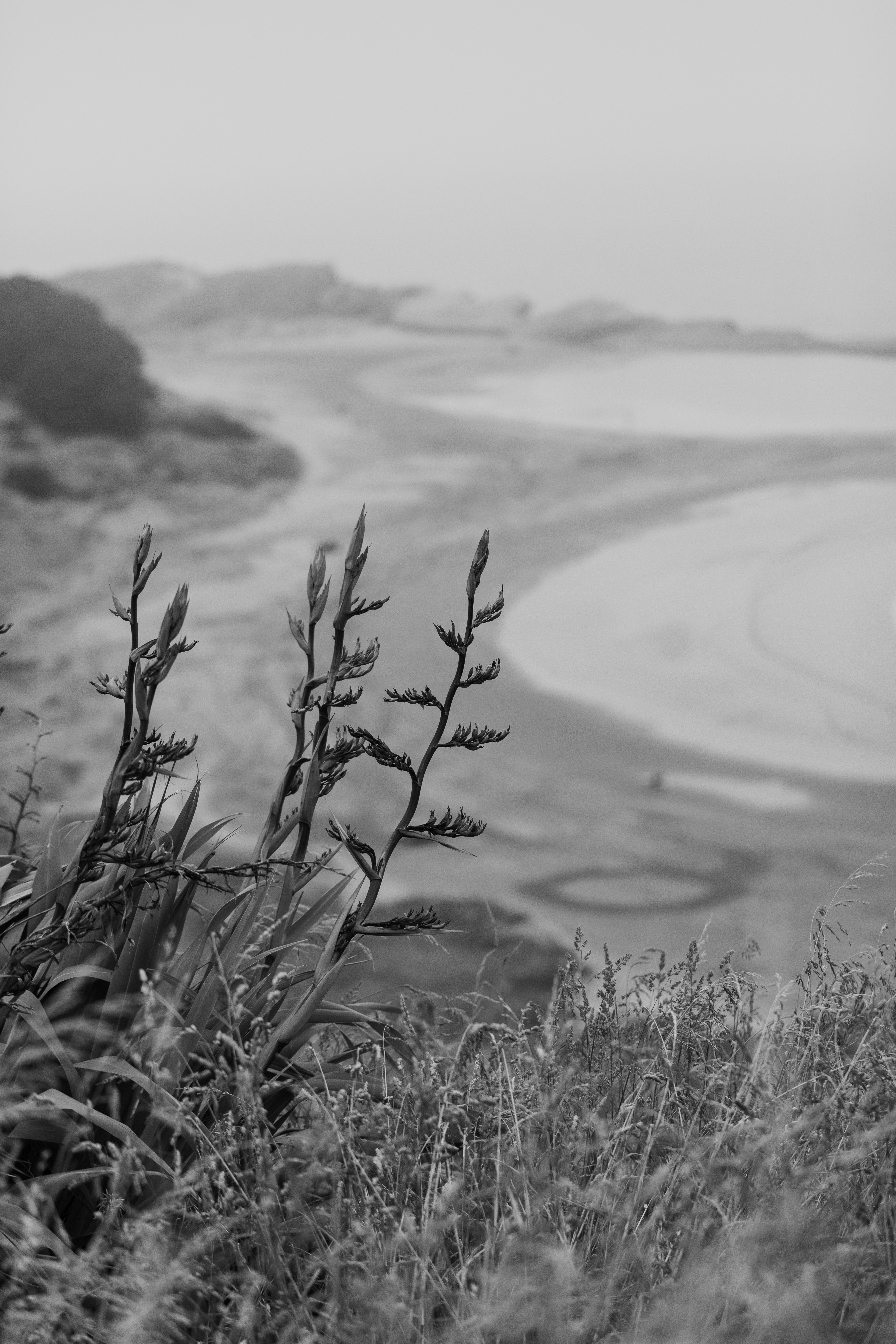 Coastline Perspective: Deserted Dunes and Tall Grass