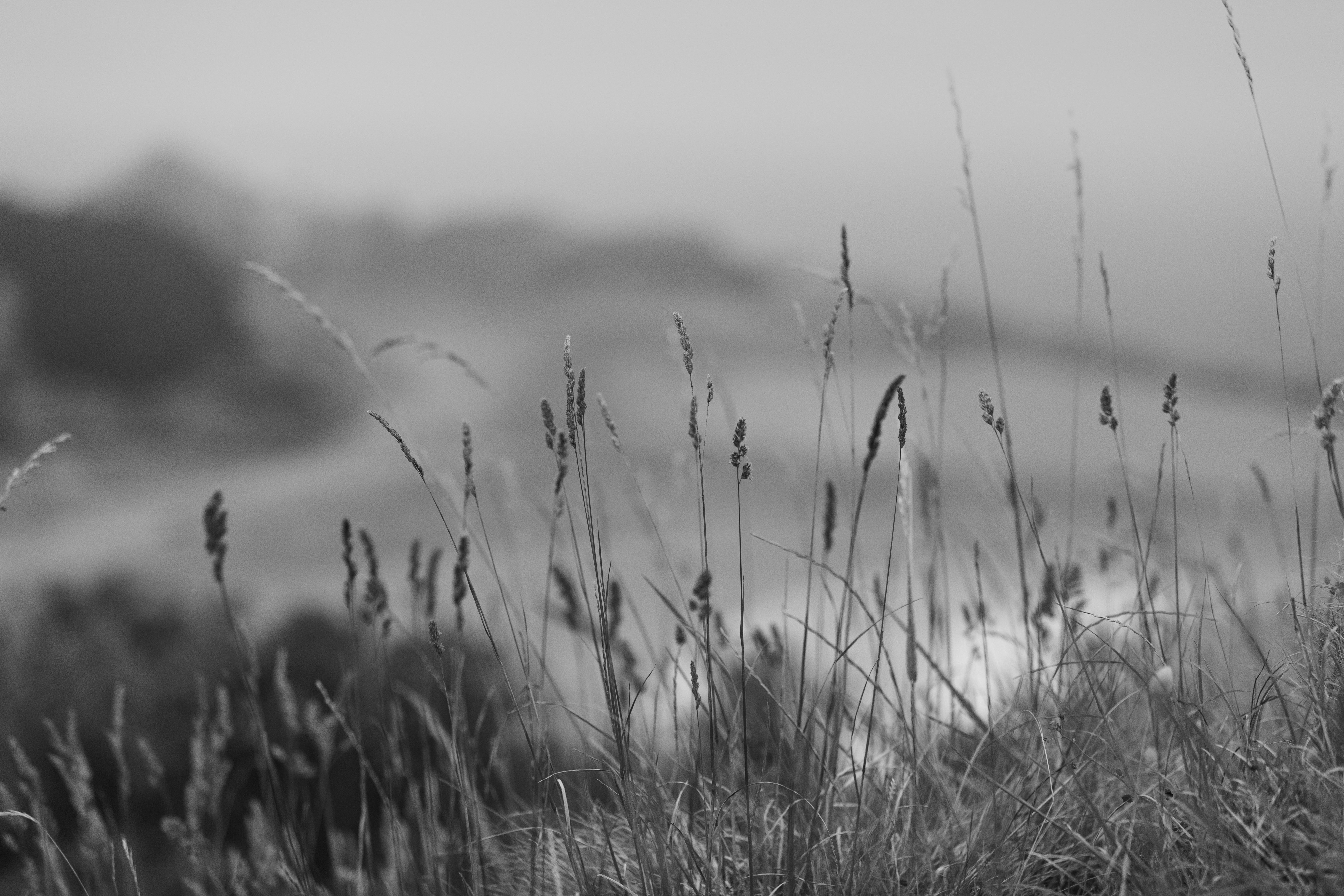 Quiet Tide of Grass: A Monochrome Ocean in the Dunes