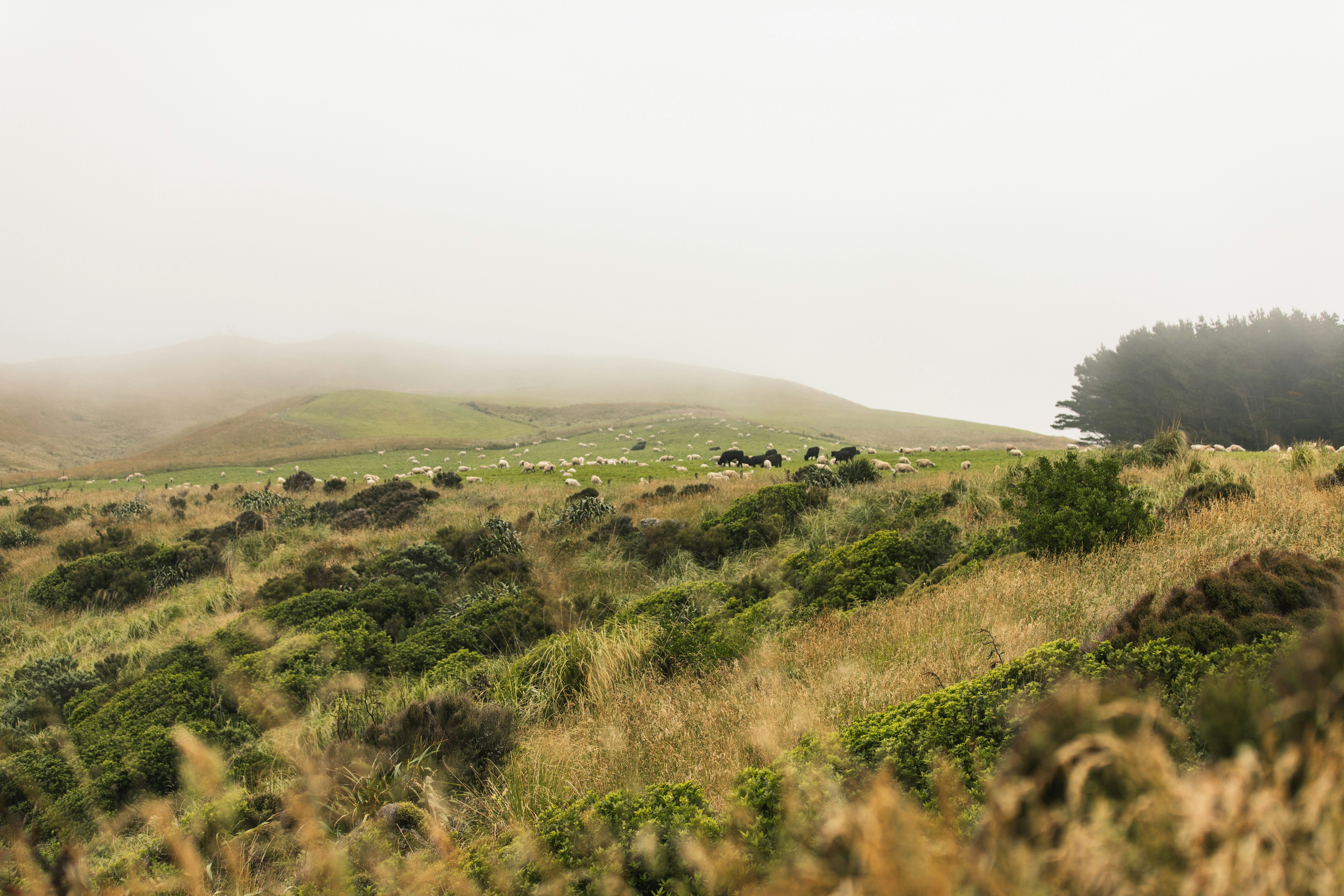 Misty Herd at the Ridge