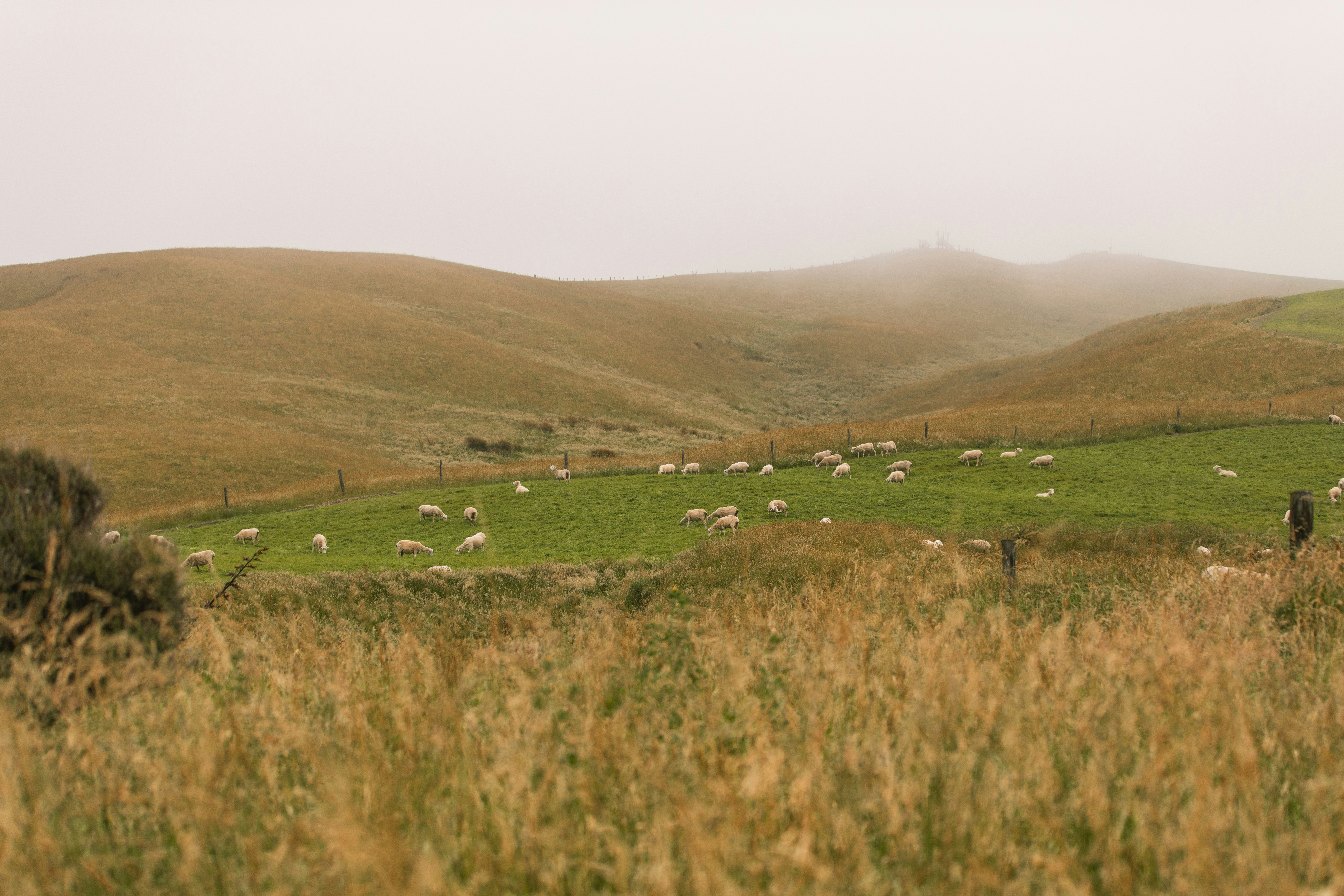 Pasture Ridge at Misty Dawn