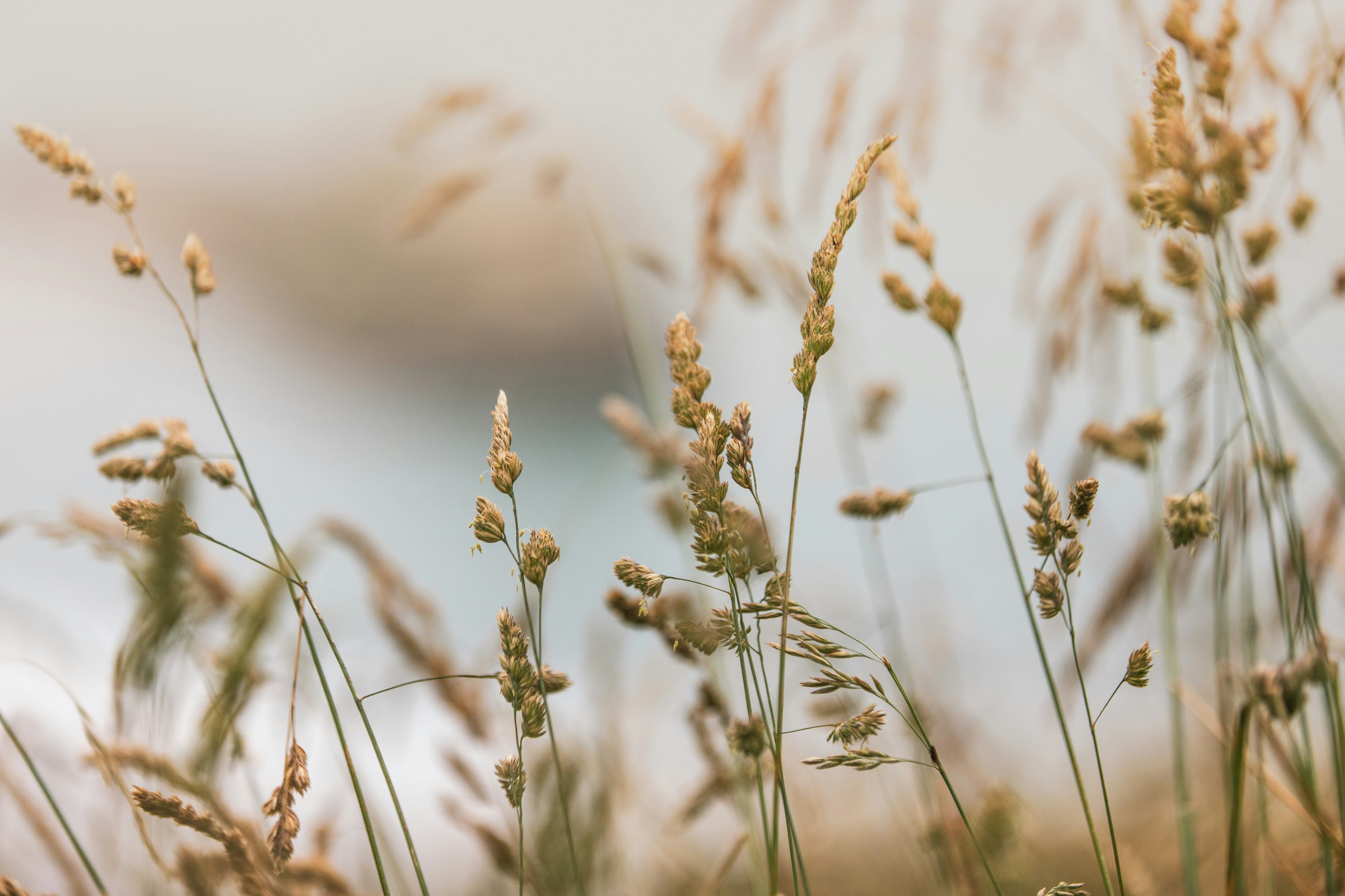 Golden Reeds in Soft-focus Sunset Reach