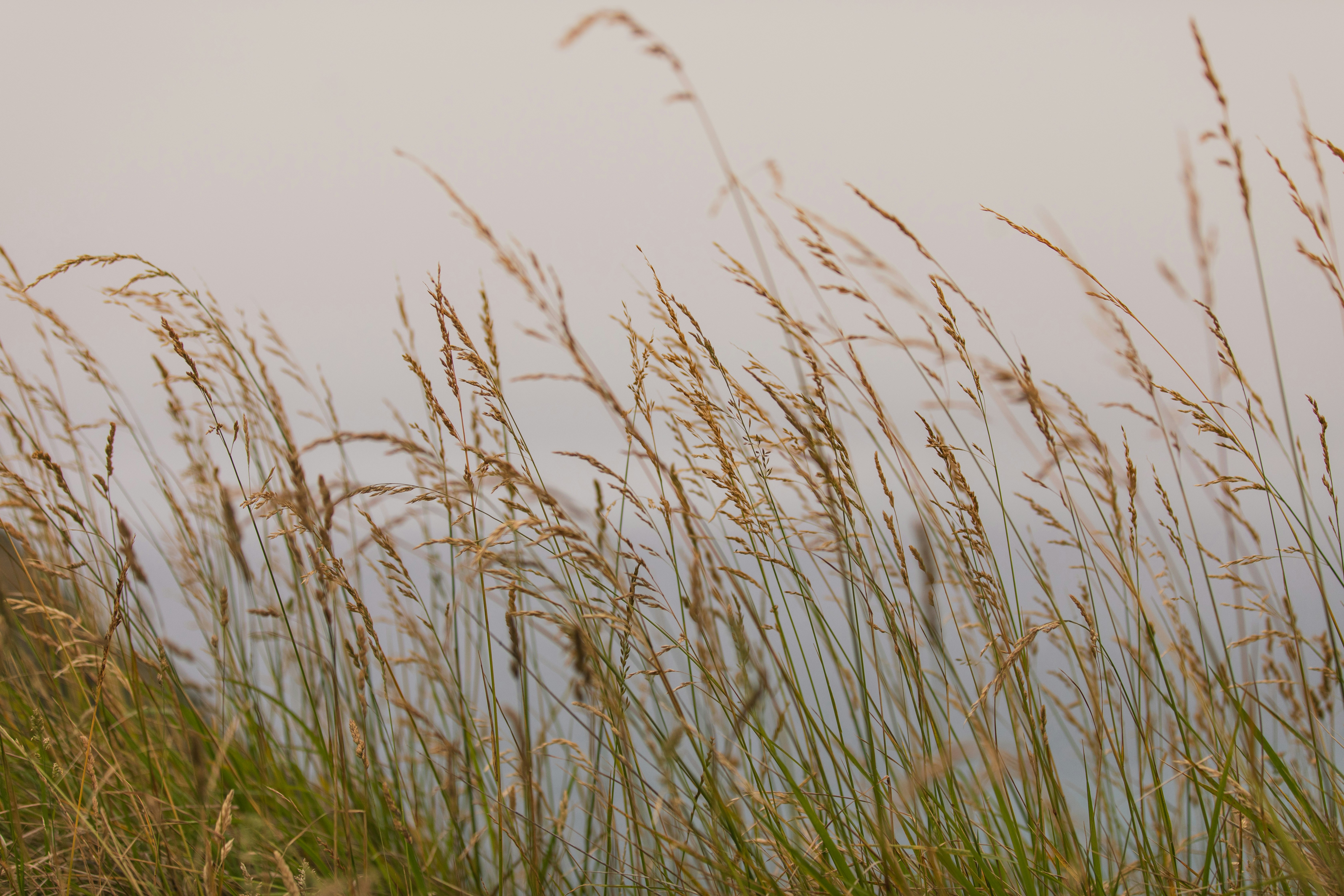 Golden Field at Dusk: Whispering Grasses in Soft Light