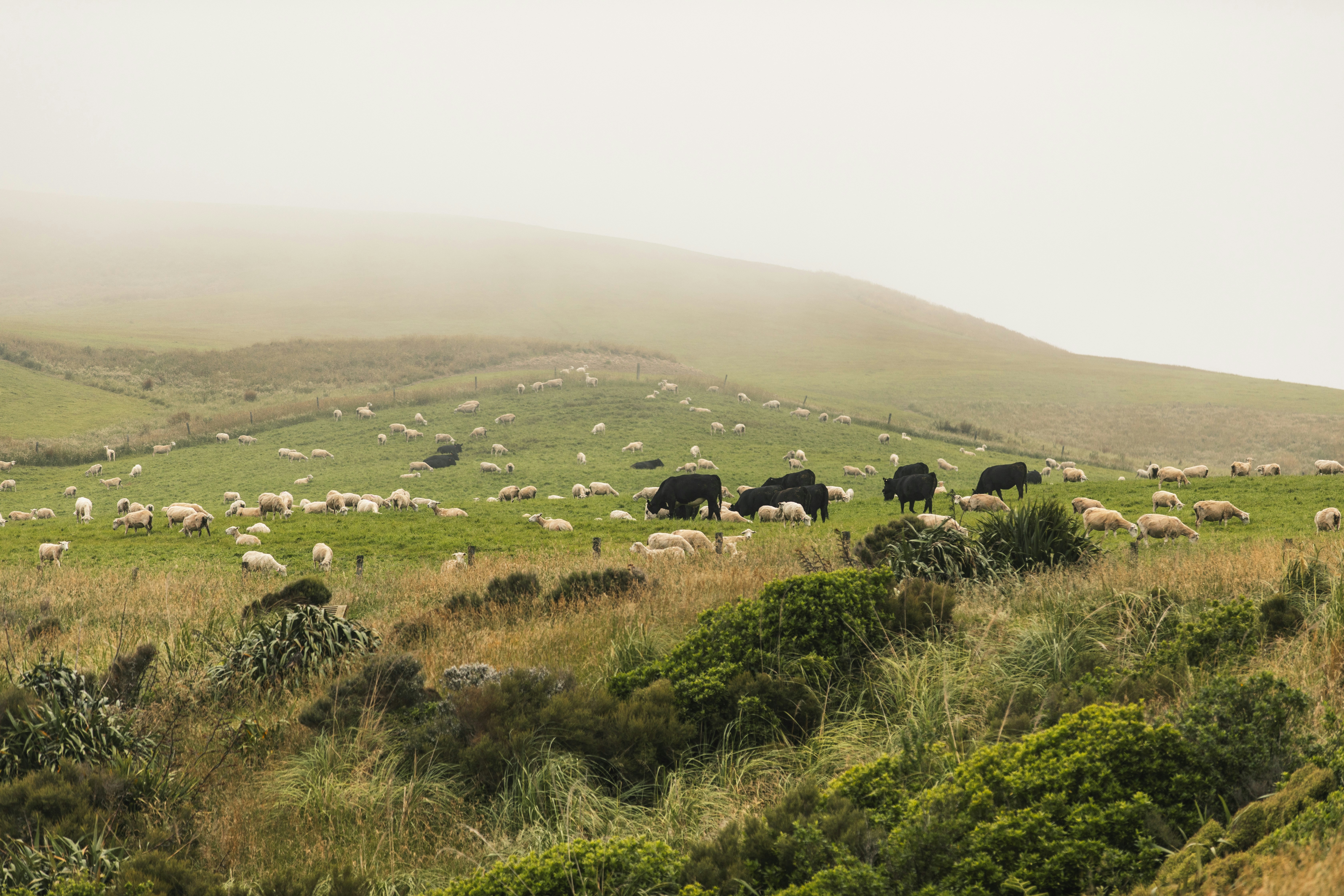 Herd of Sheep and Cattle on Misty Moorland Ridge