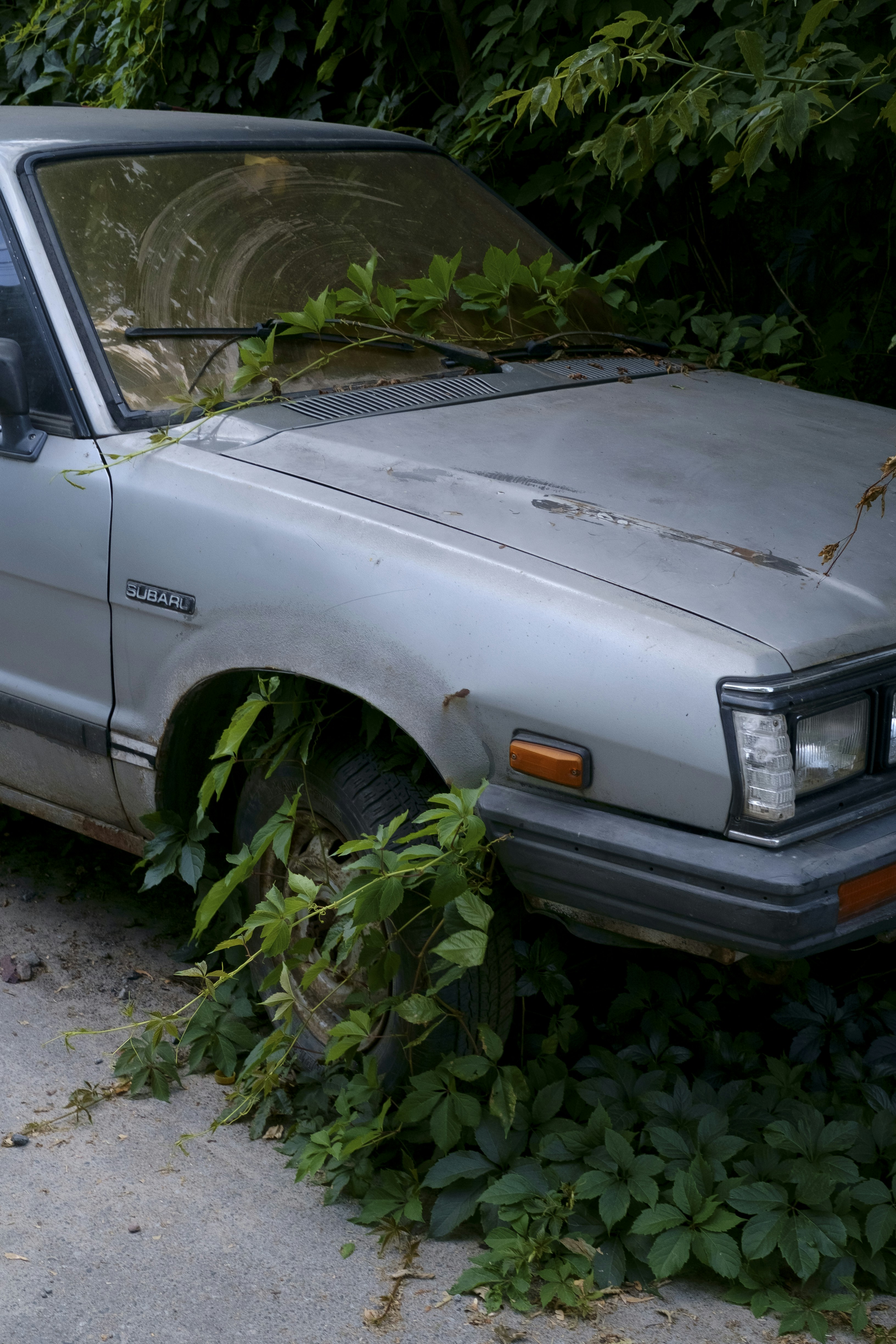 Overgrown Shadow: A Silent Car Enveloped by Greenery