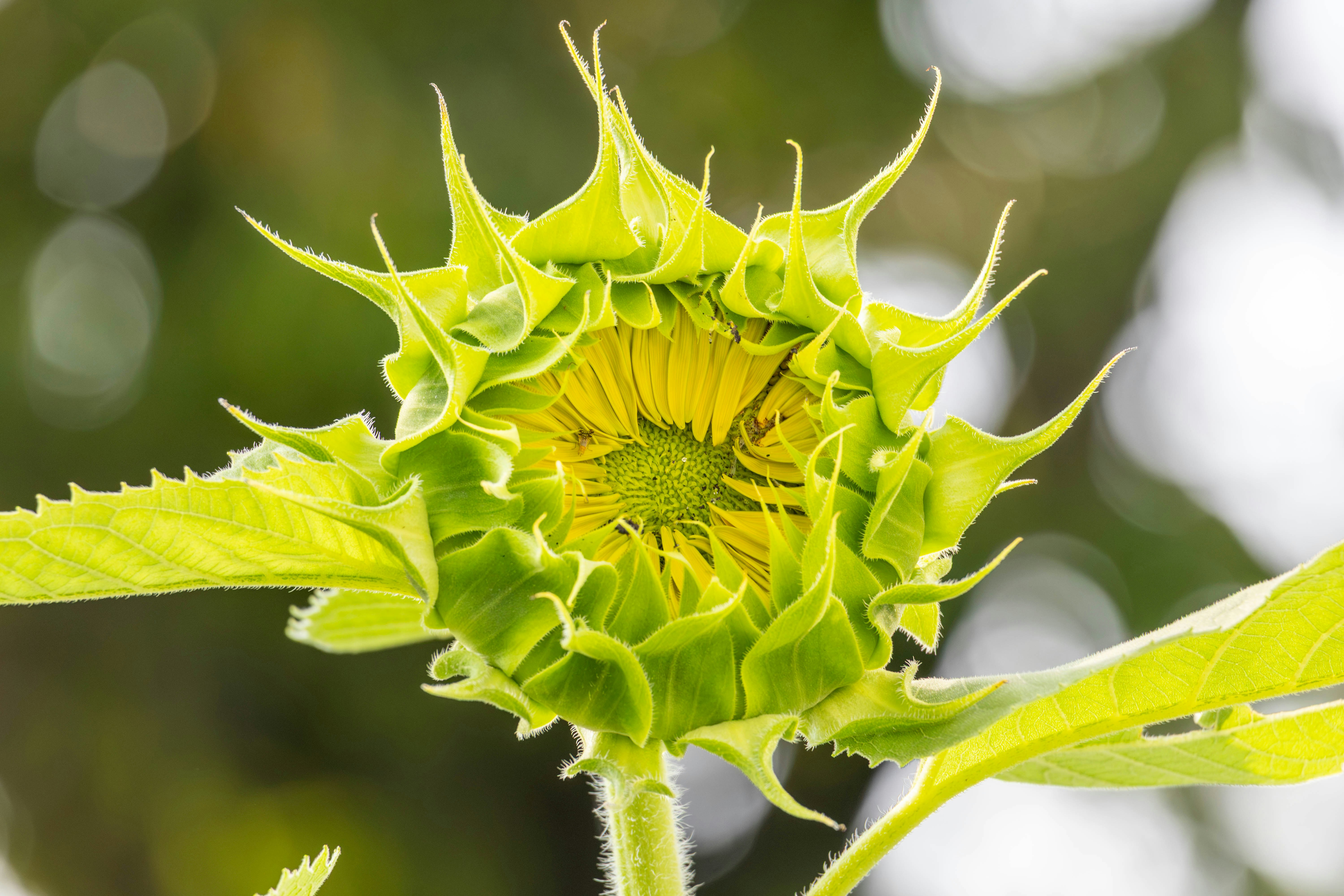 Emerging Sunflower Crown: A Close-Up of the Bloom in Bright Backlight