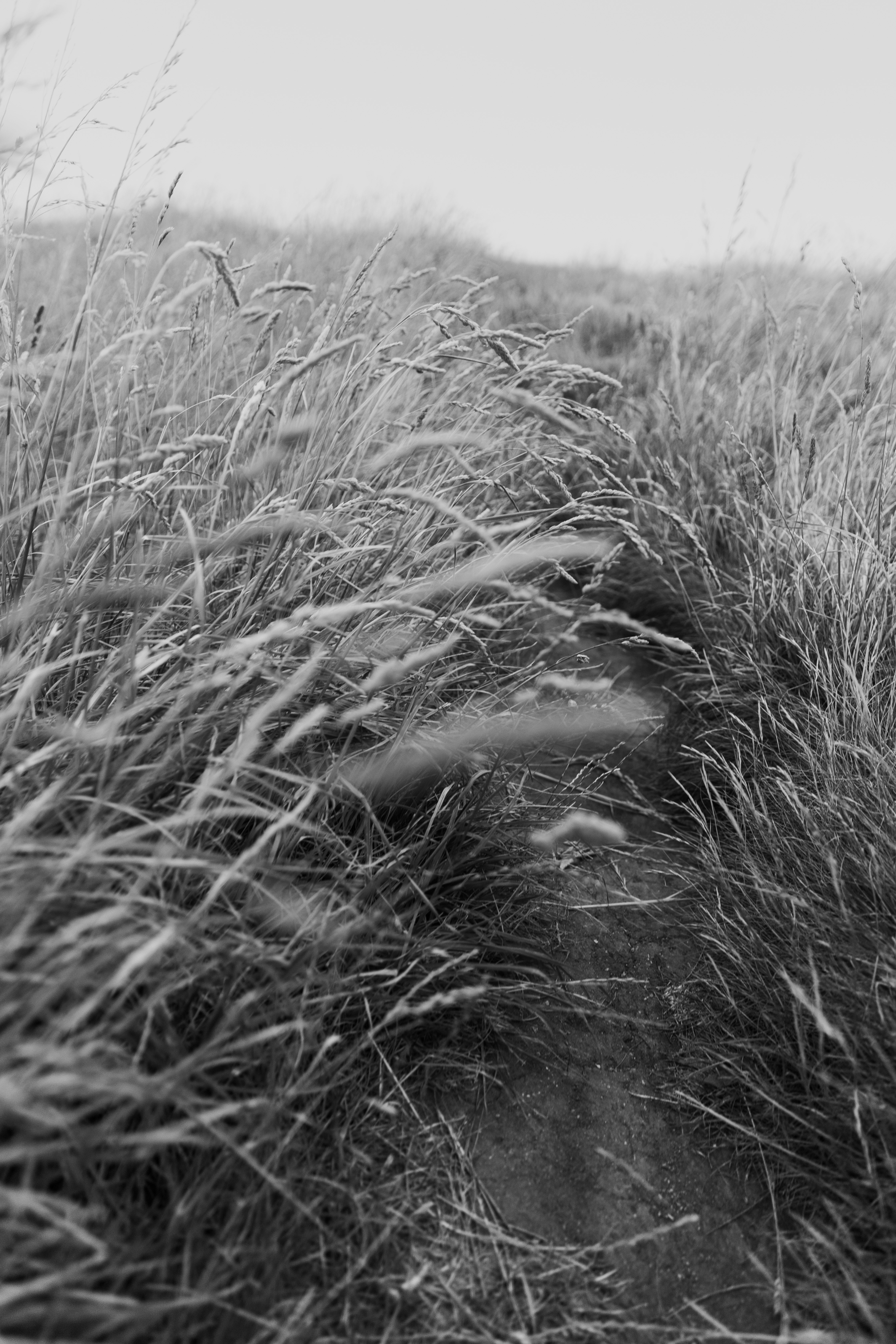 Footpath through tall coastal grasses toward the distant dune line