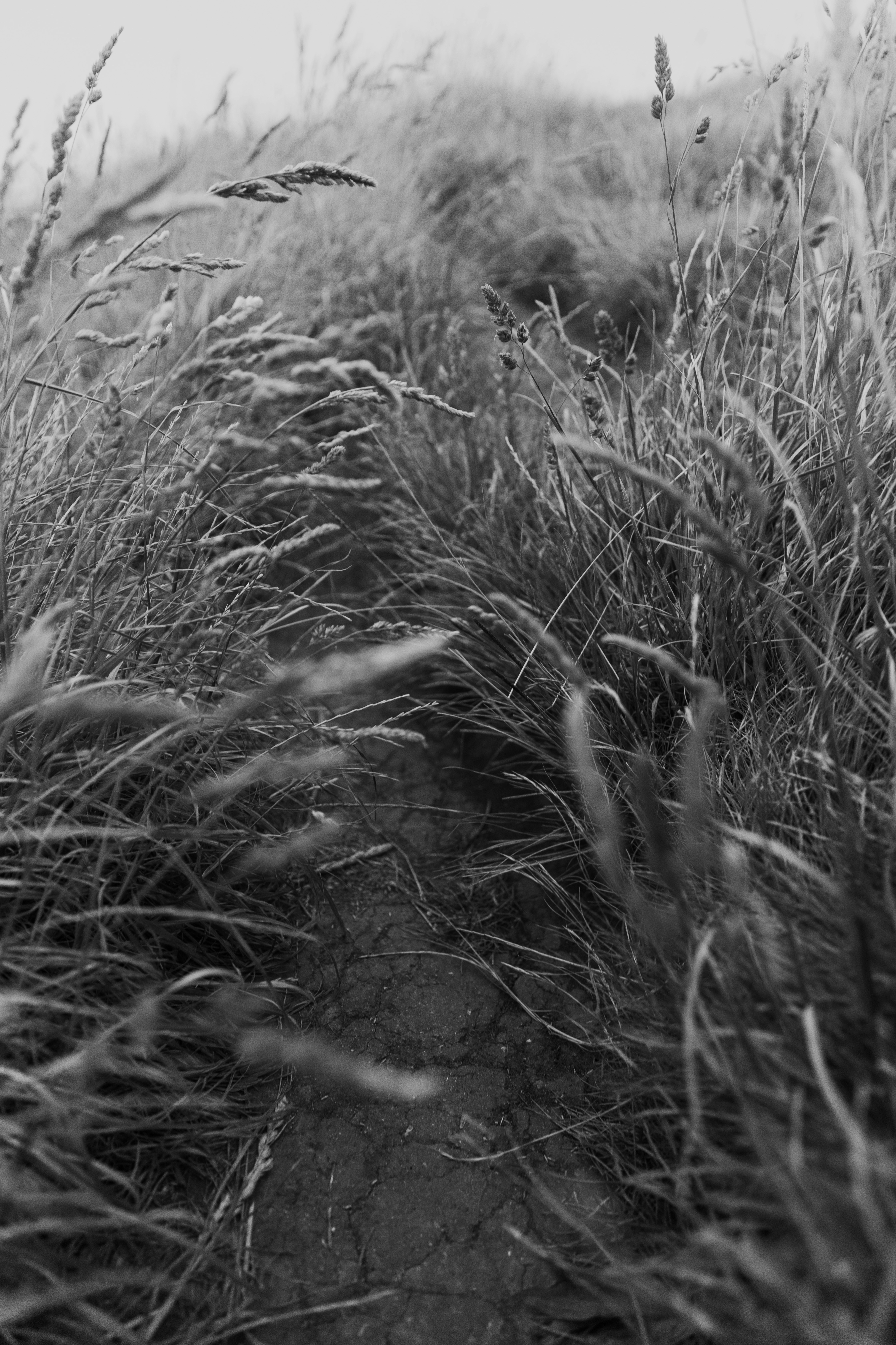 Narrow Path Through Tall Grasses