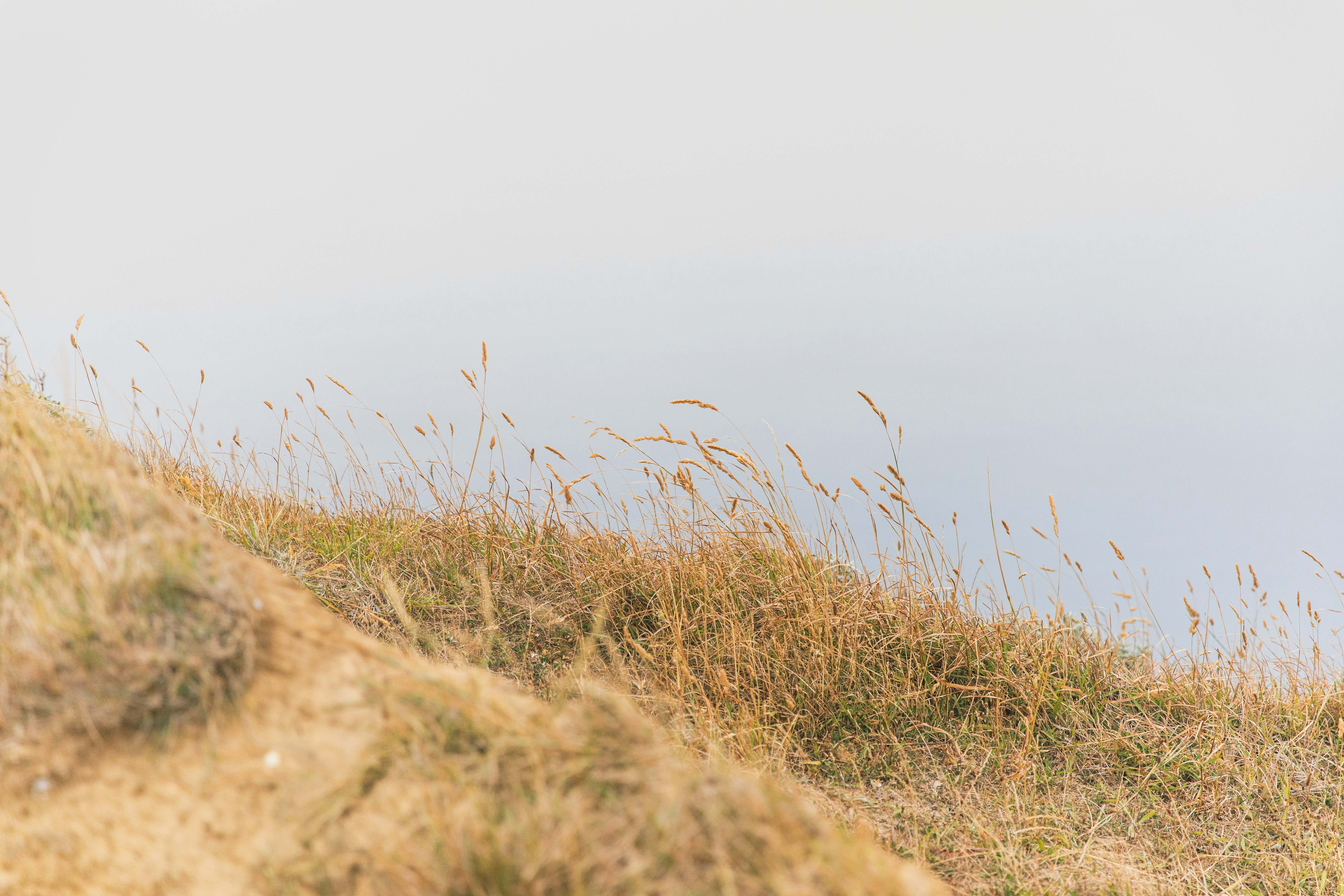 Dune Grass at Soft Horizon