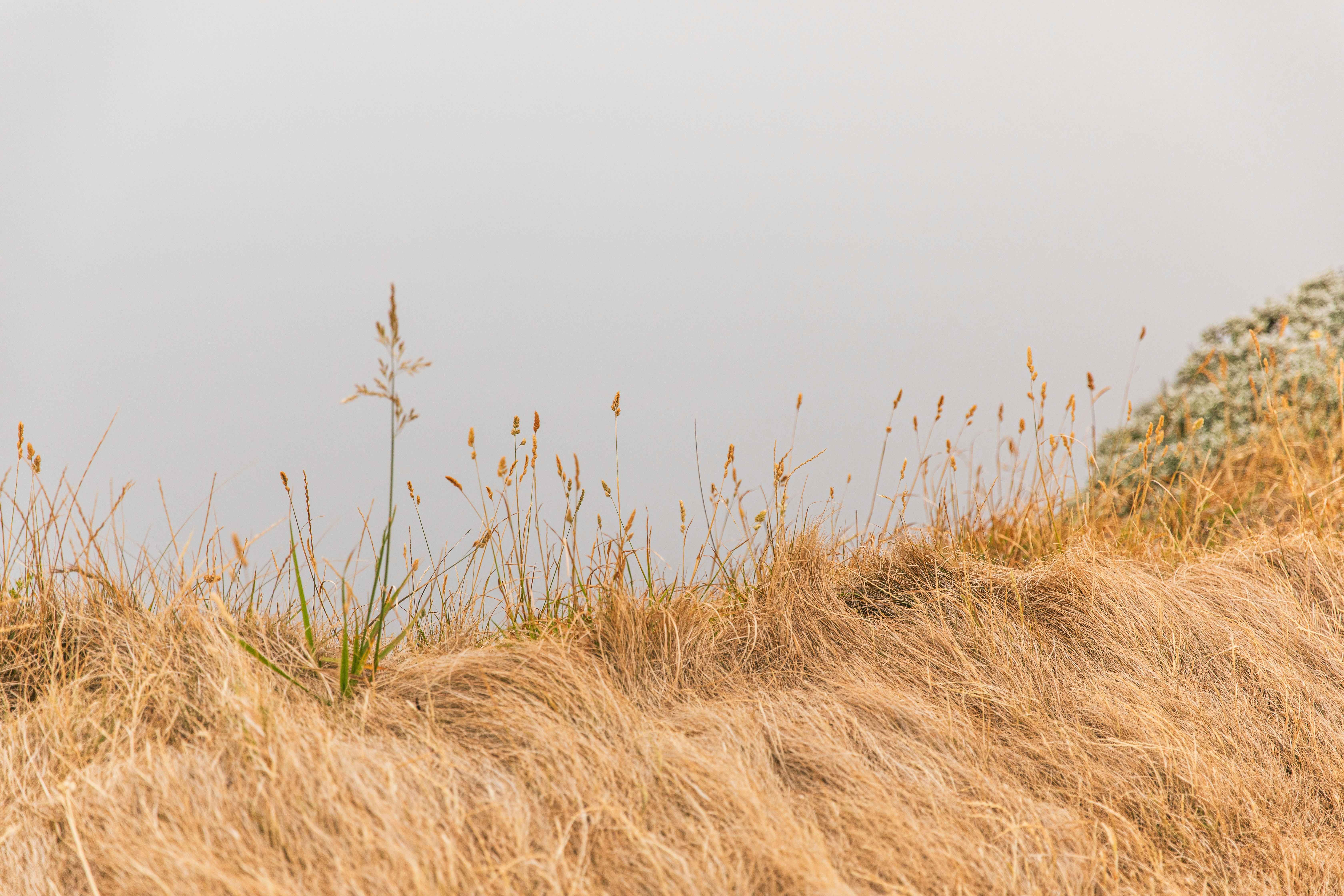 Golden Ridge: Windswept Beach Grasses at Dusk