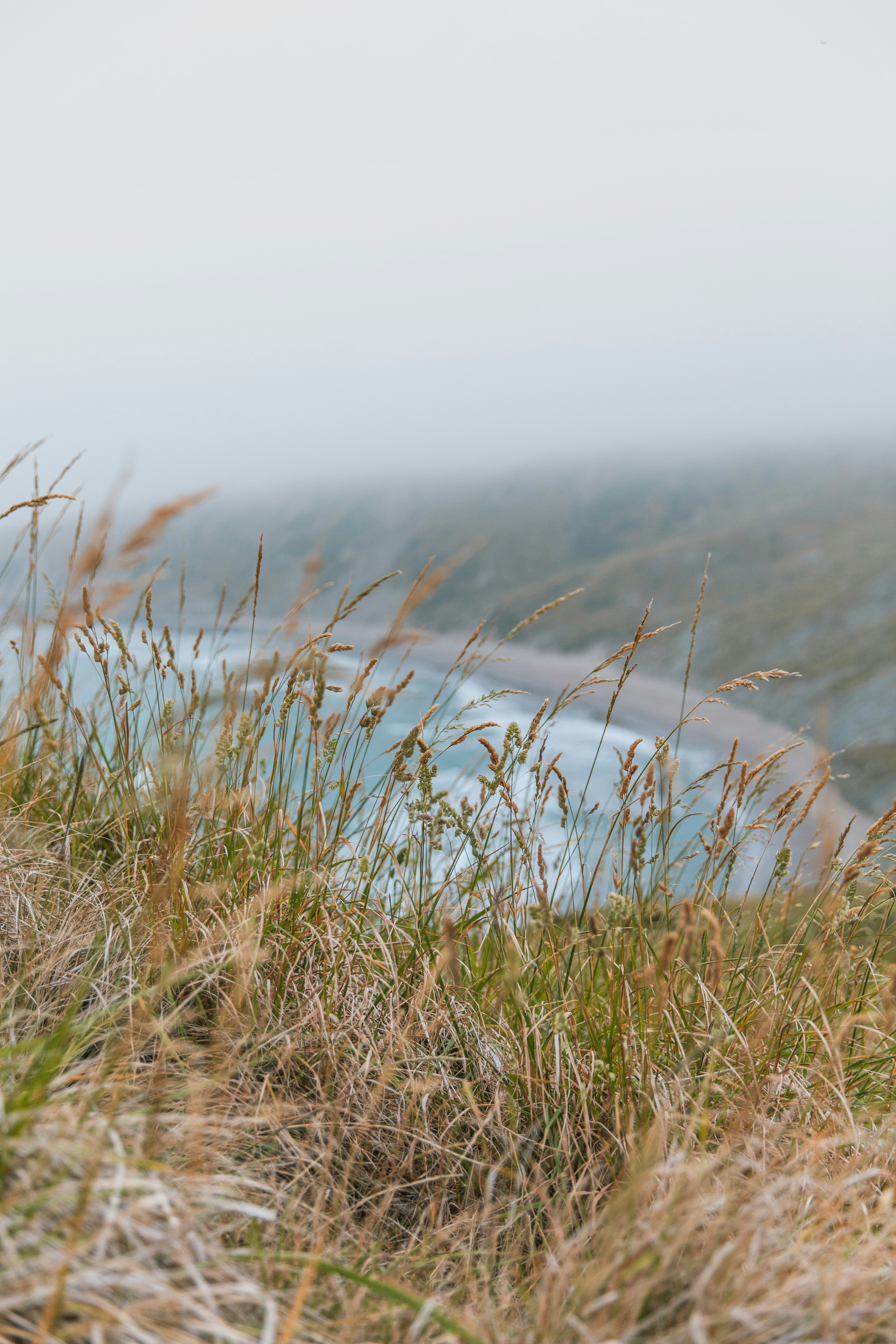 Coastal Grasses at Dusk: Quiet Breath Over the Cliffs