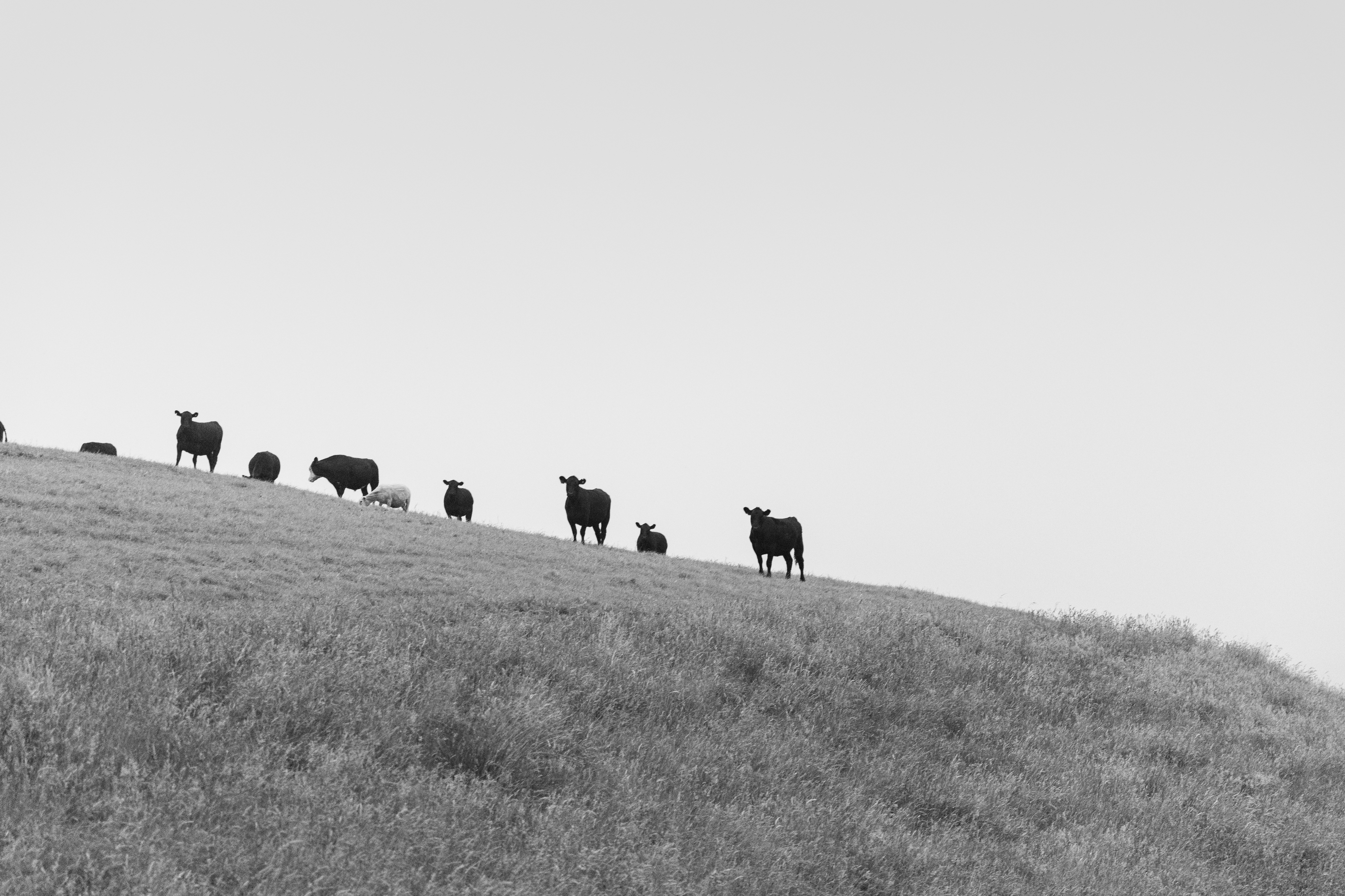 Herd on a Quiet Slope: Cattle Span the Horizon
