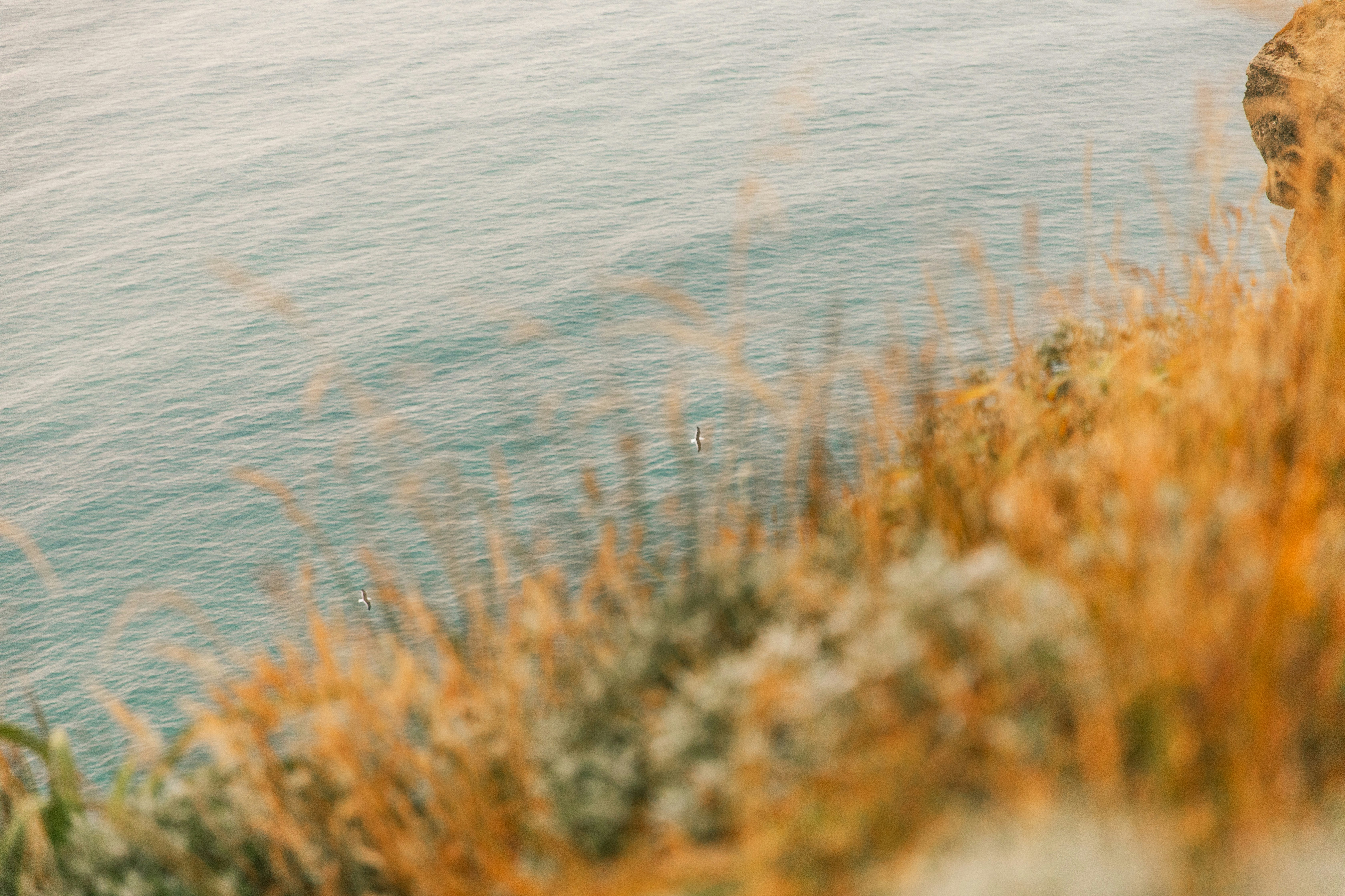Golden Blades by the Cliff: Grass, Sea, and Soft Focus