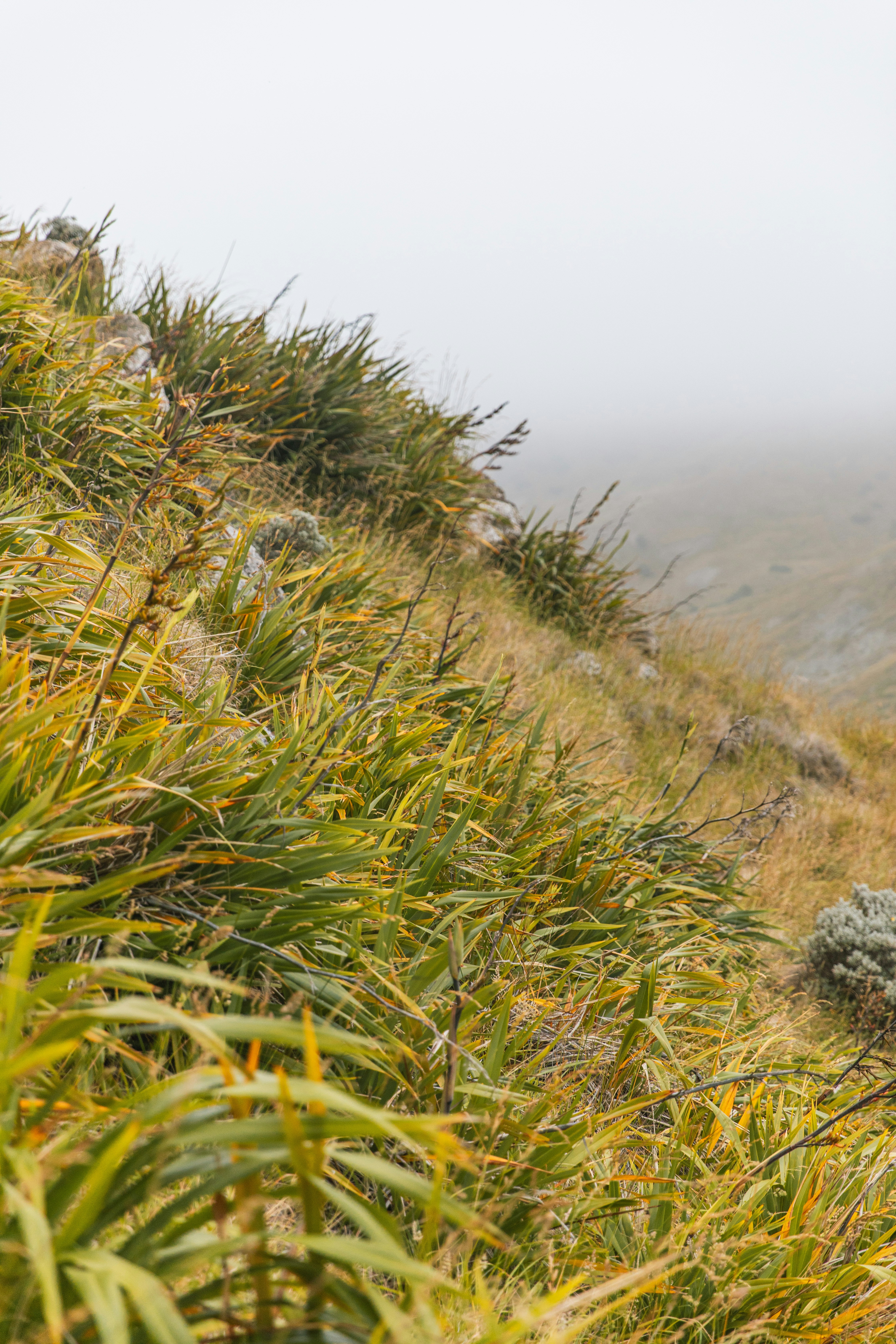 Coastal grasses leaning into a foggy horizon
