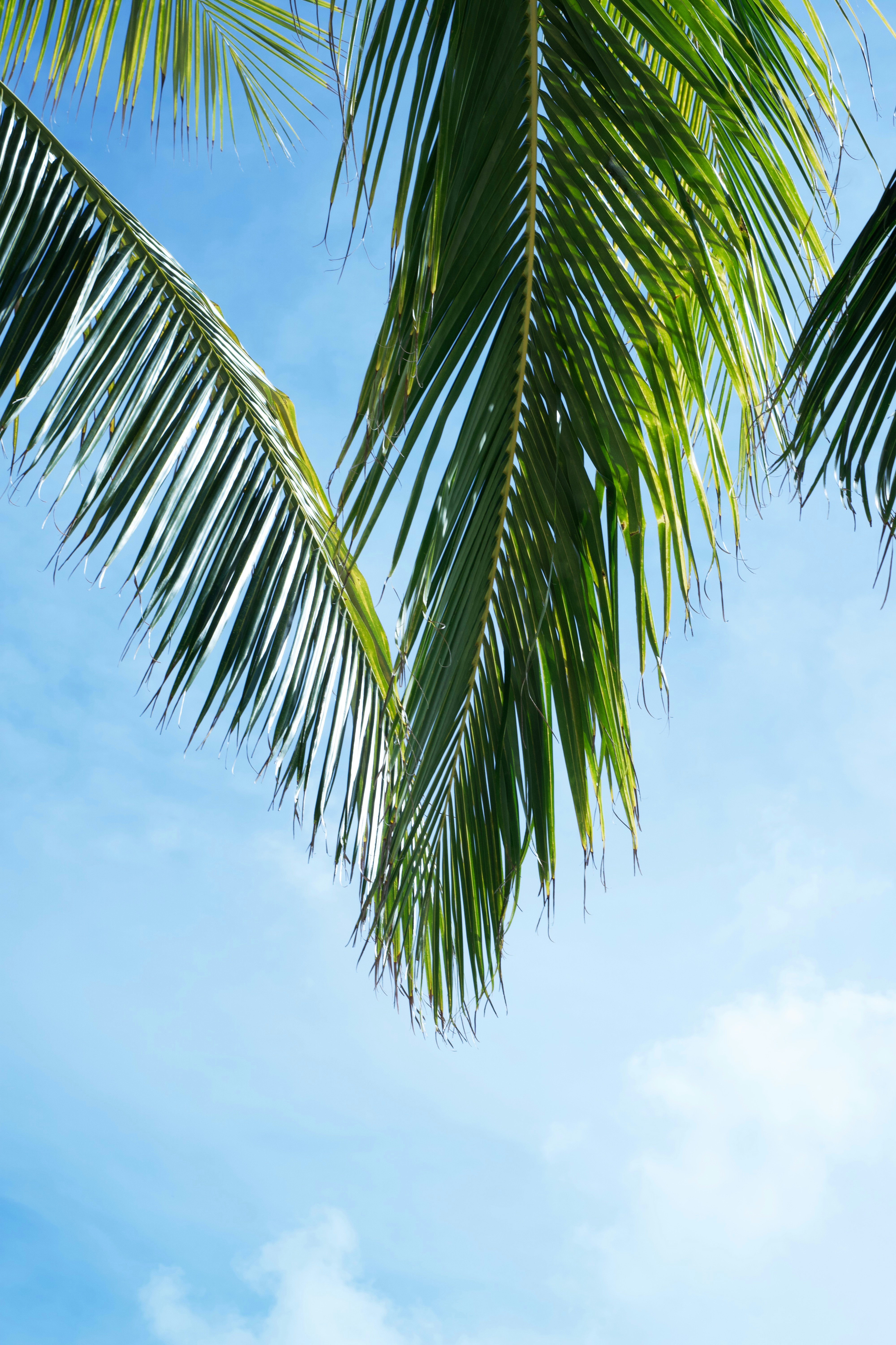 Palm Fronds Reaching for a Bright Sky