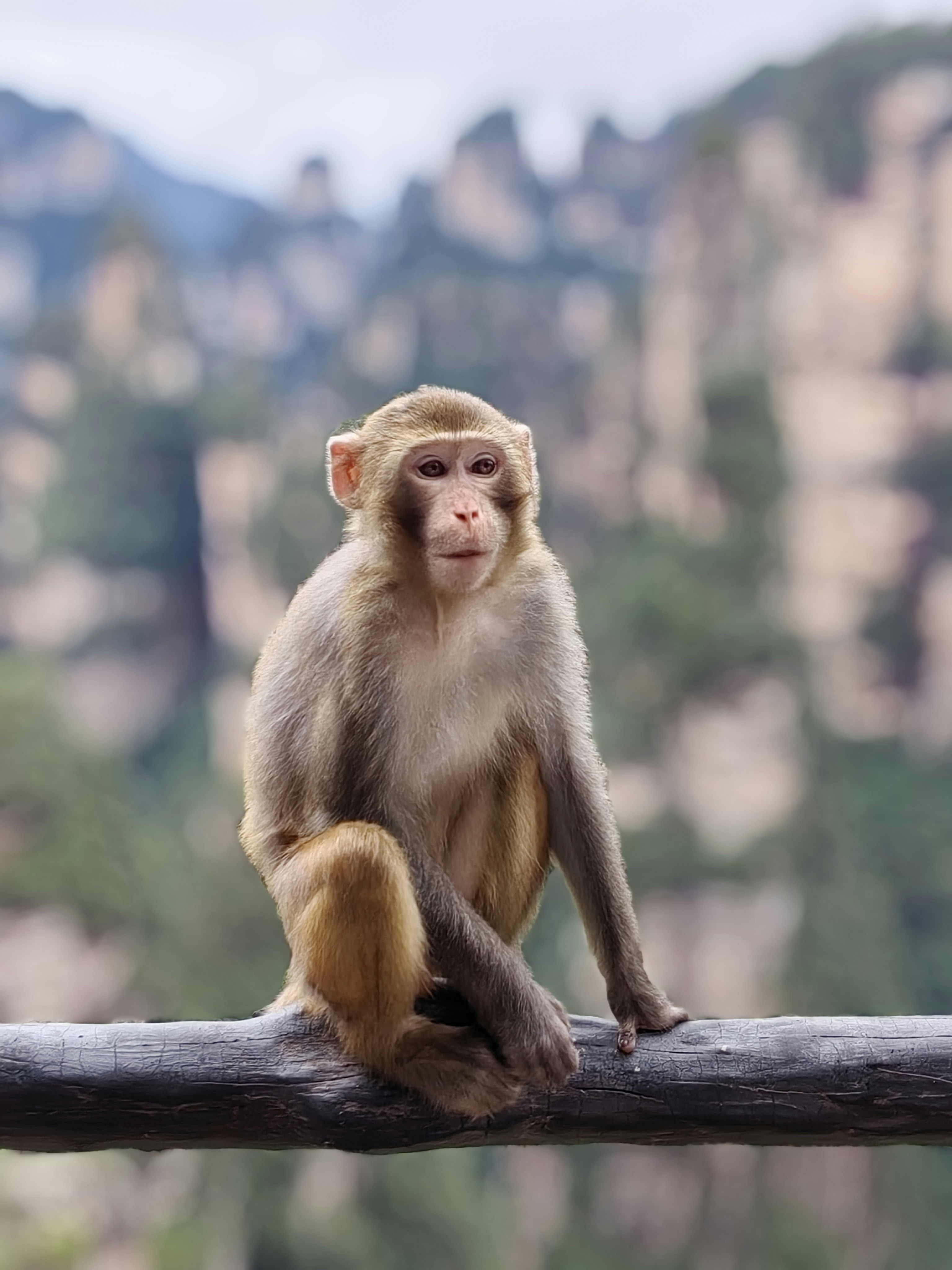 A macaque perched on a wooden railing against a blurred mountain landscape