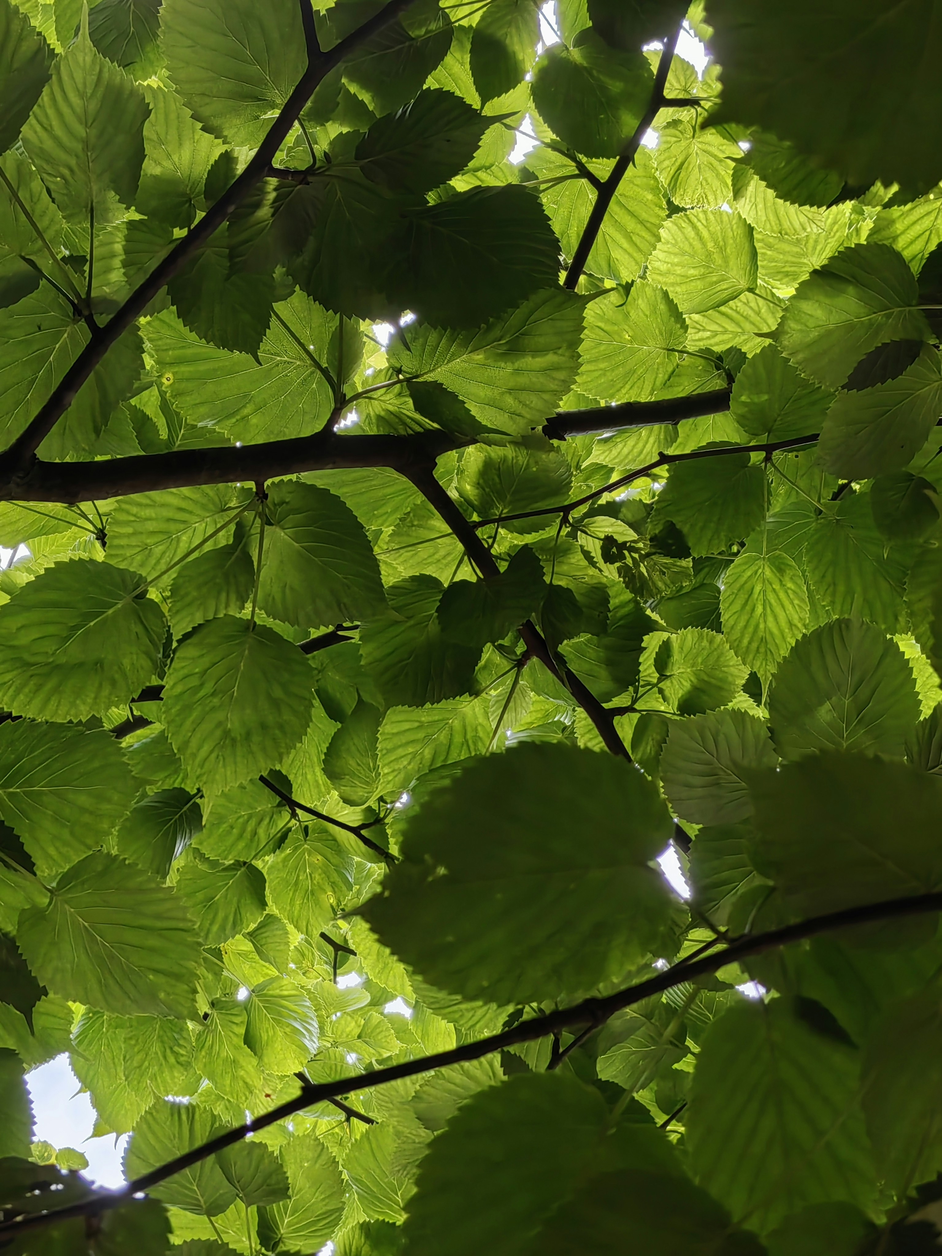 Sunlight filtering through vibrant green leaves on tree branches